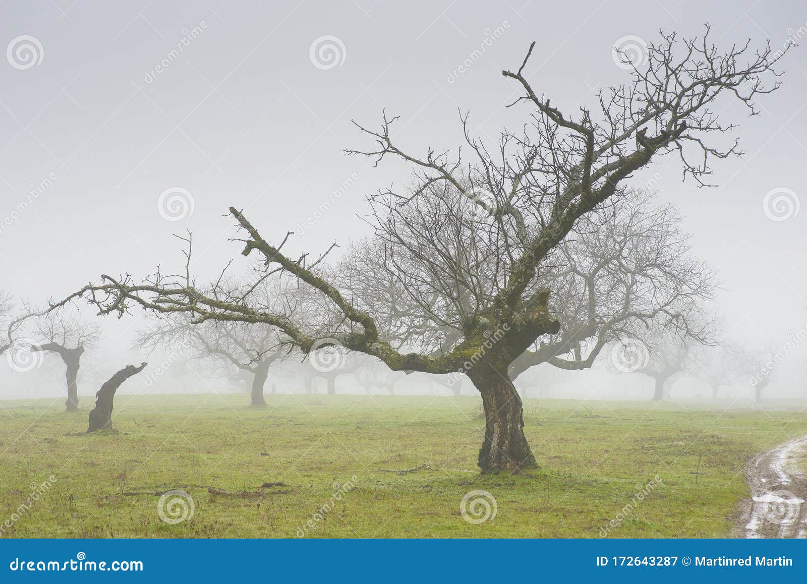 Reflections of Trees without Leaves in the Water Stock Image - Image of ...