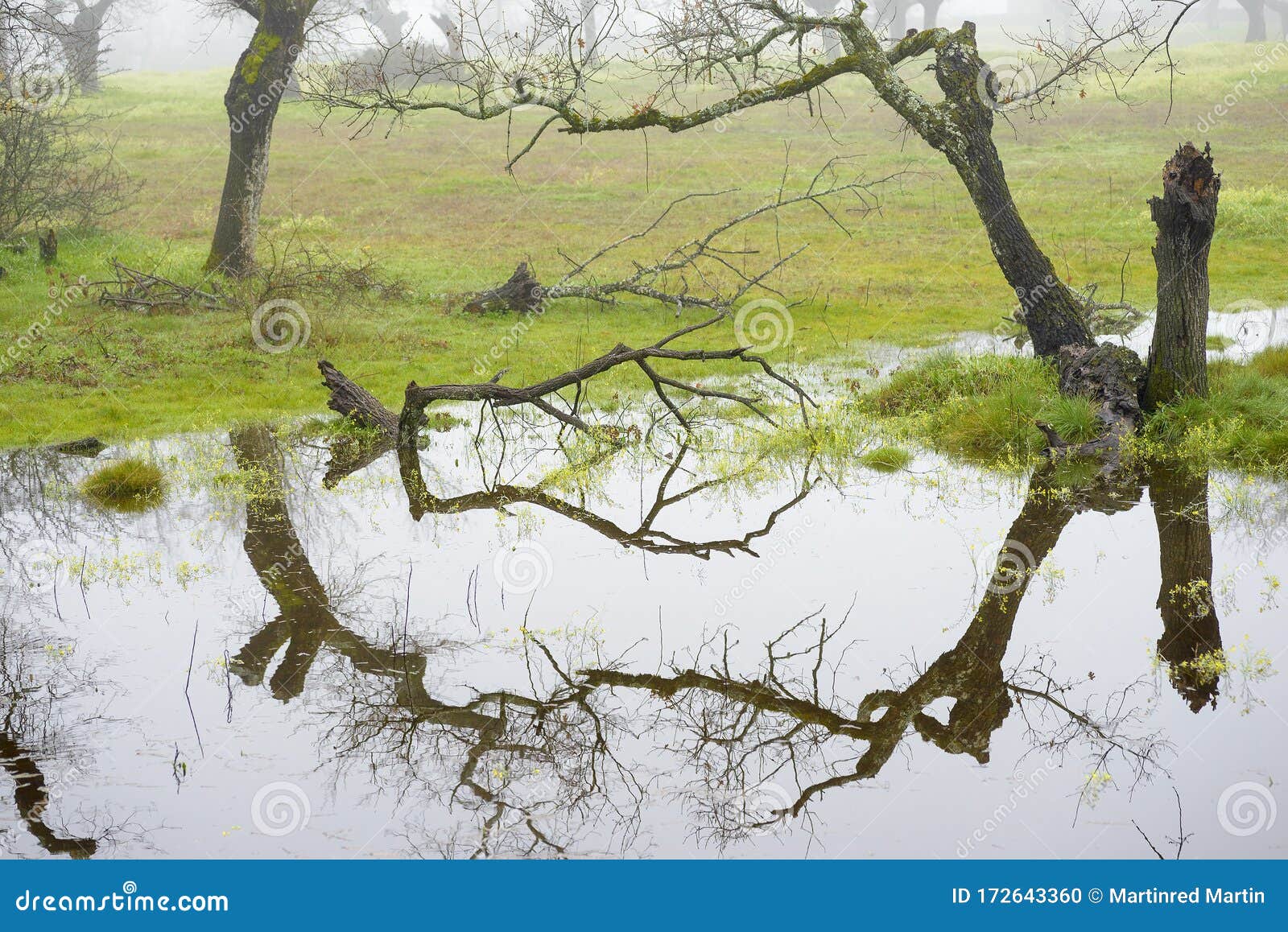 Reflections of Trees without Leaves in the Water Stock Photo - Image of ...