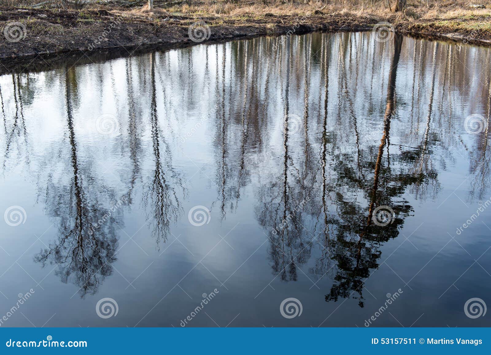Reflections of Trees in Water Stock Image - Image of pond, bark: 53157511