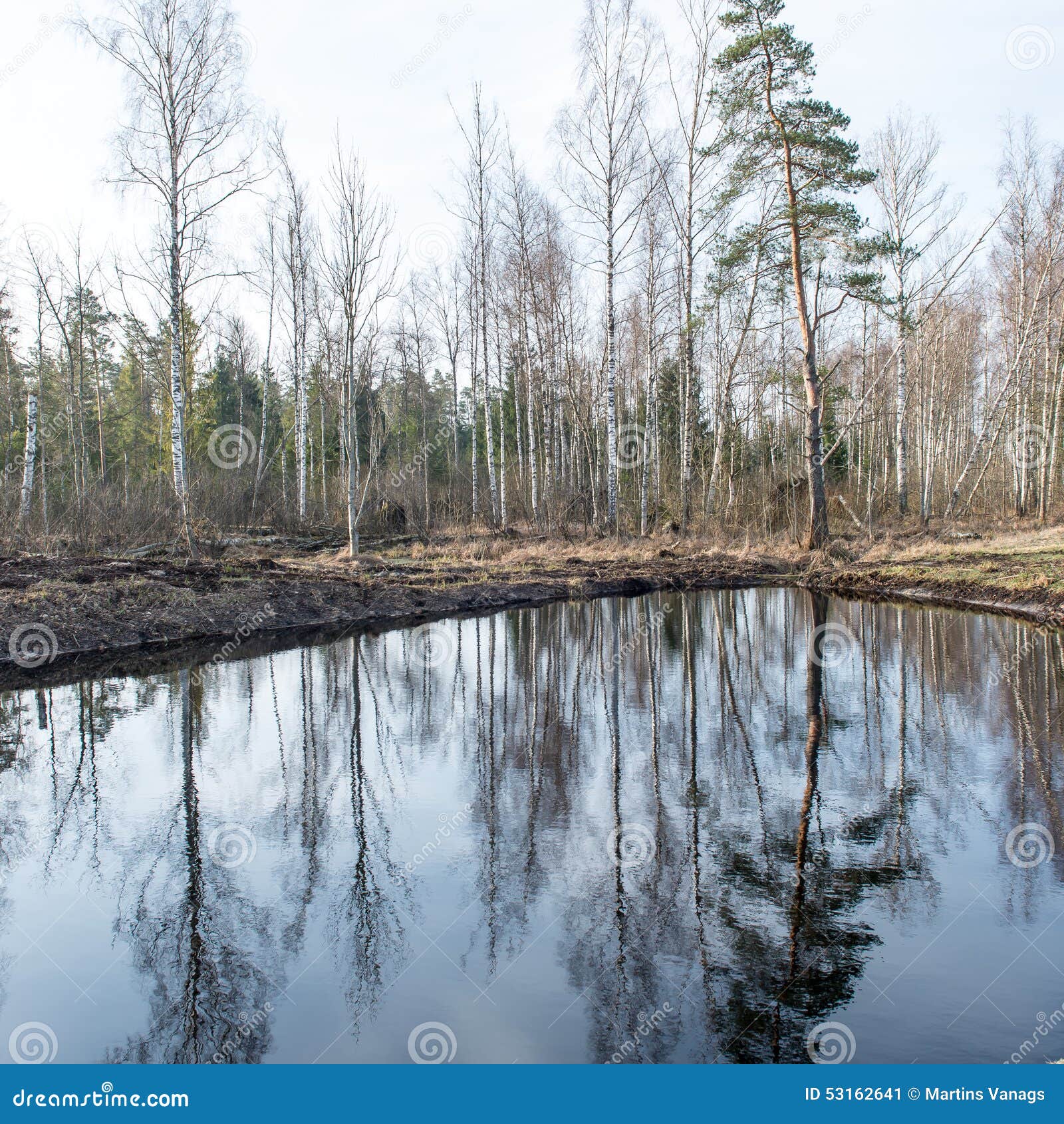 Reflections of Trees in Water Stock Image - Image of outside, swamp ...
