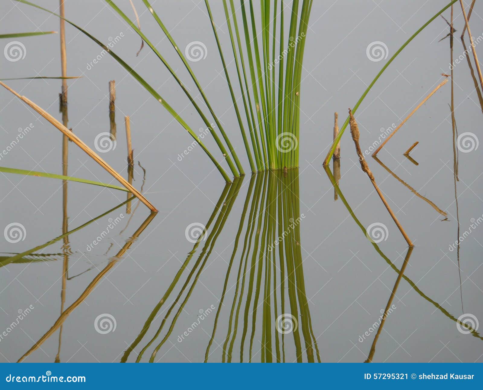 Reflections stock image. Image of grow, wild, tall, reflections - 57295321