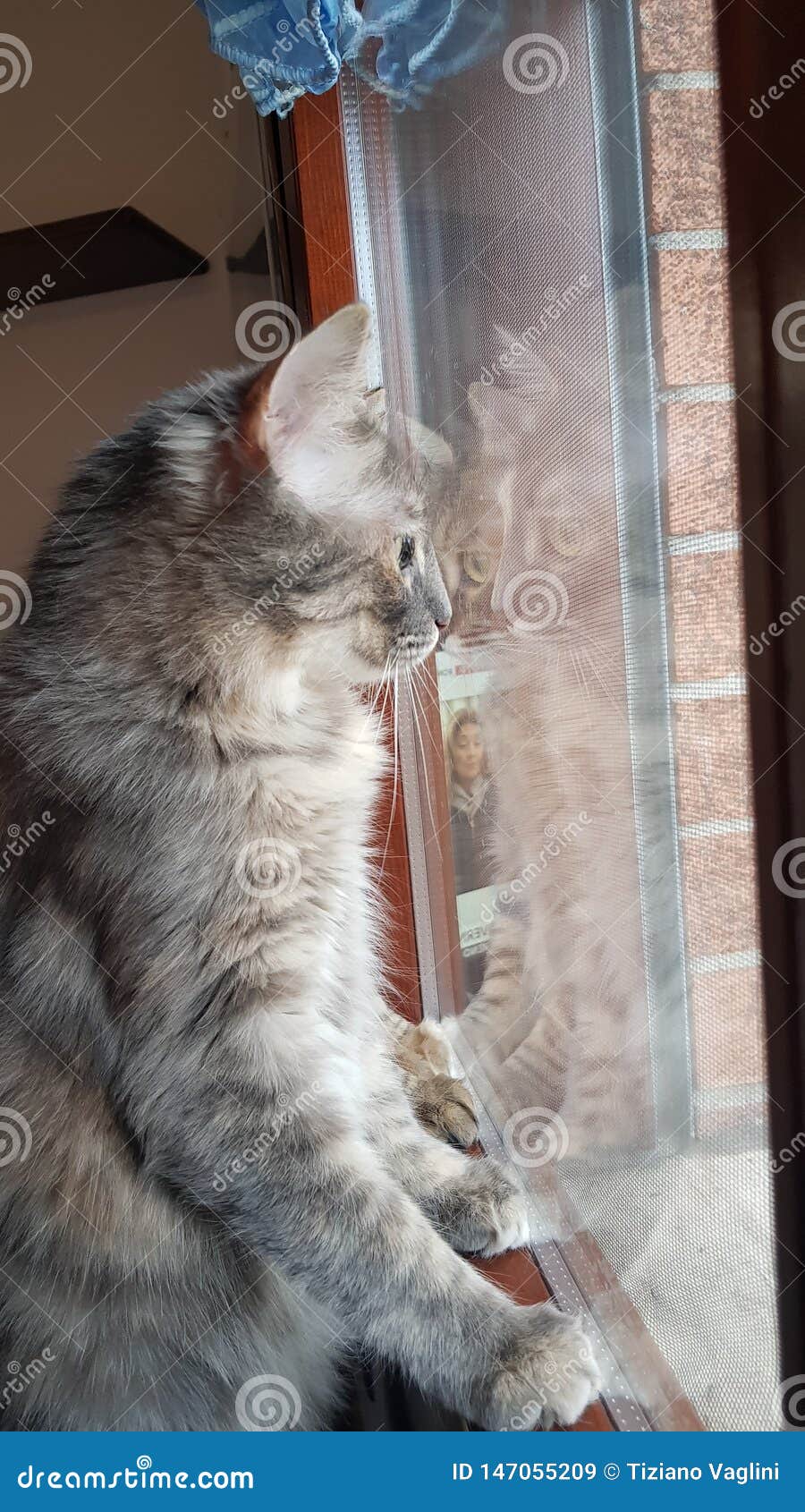 Cat Reflections stock image. Image of sister, reflections - 147055209