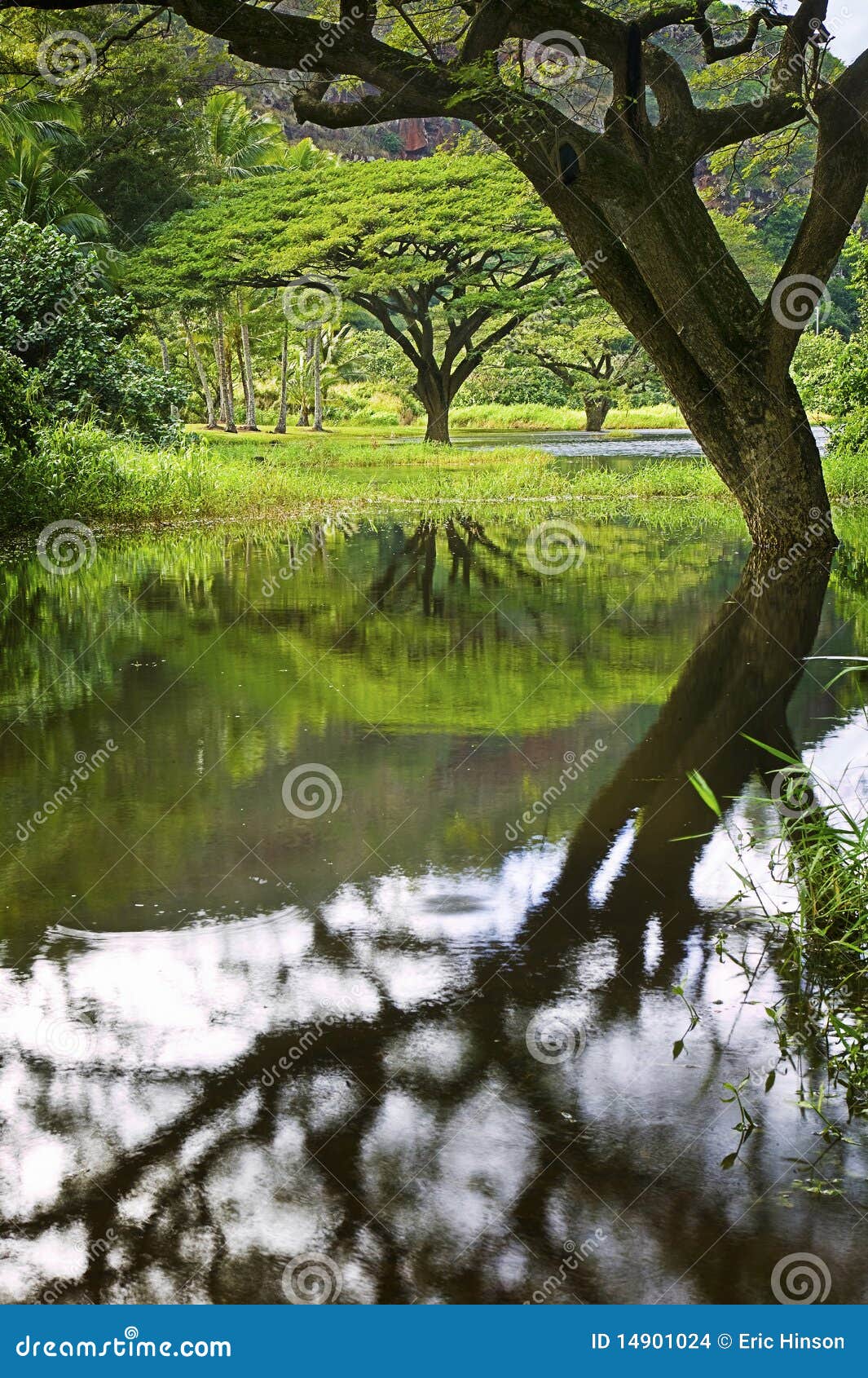 Reflective Garden Pond stock photo. Image of coast, green - 14901024