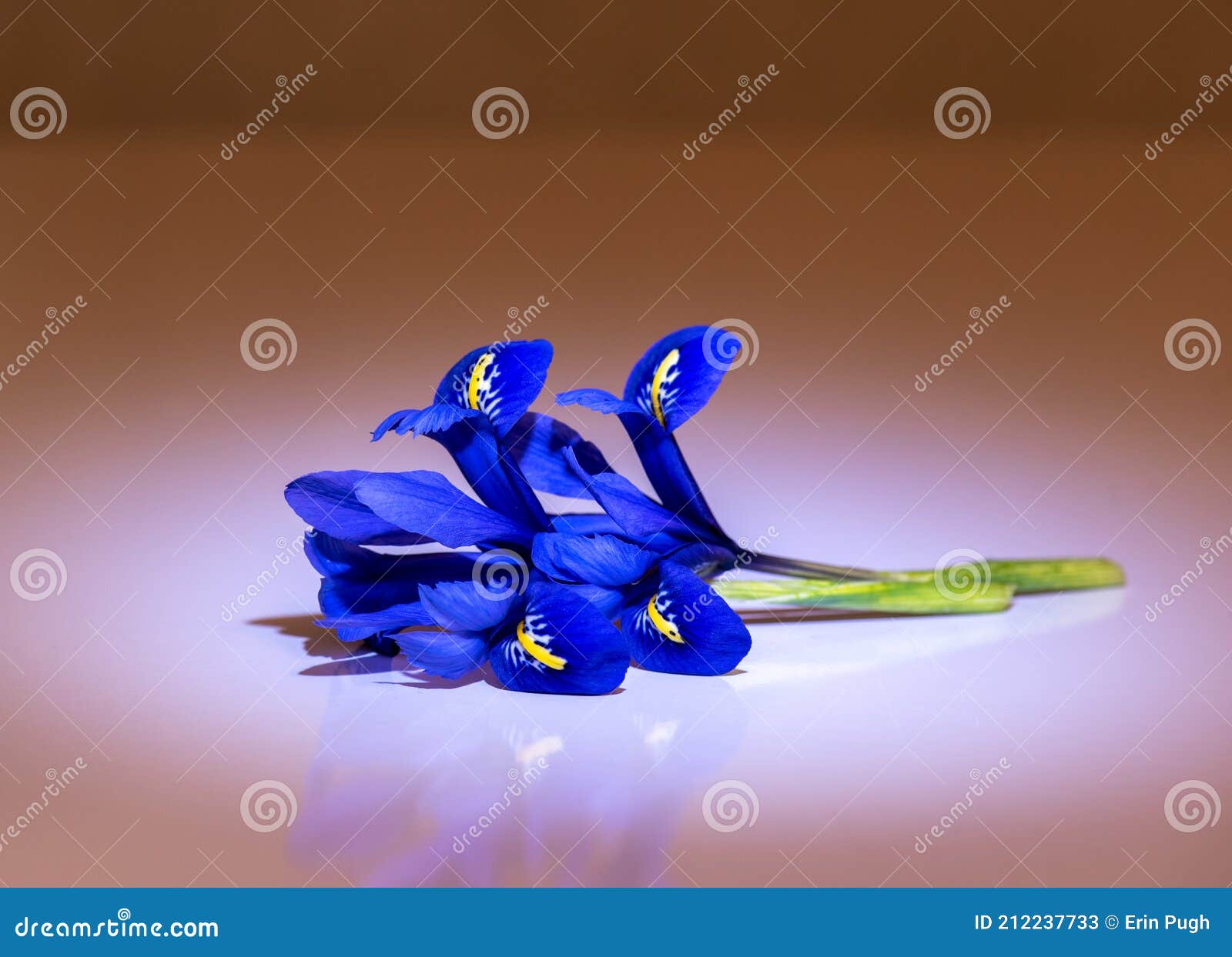 Reflective Iris in a Pink Surrounding Stock Image - Image of centers ...