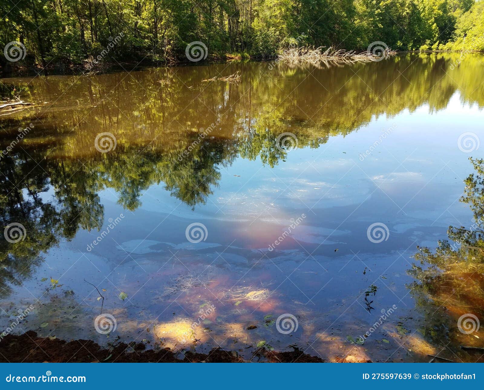 Reflective Lake or Pond Water with Trees in Forest Stock Image - Image ...