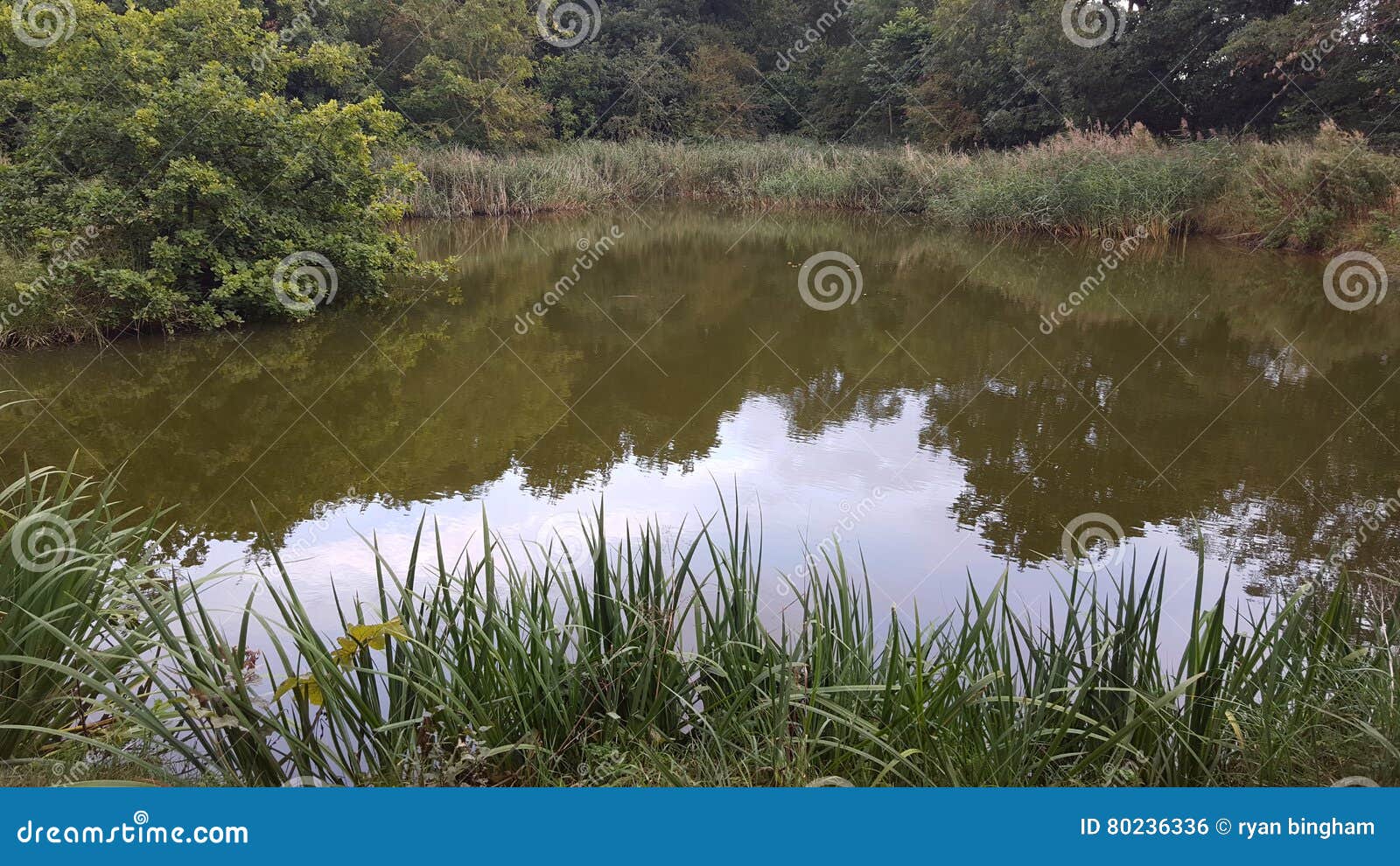 Reflective lake surface stock photo. Image of surface - 80236336
