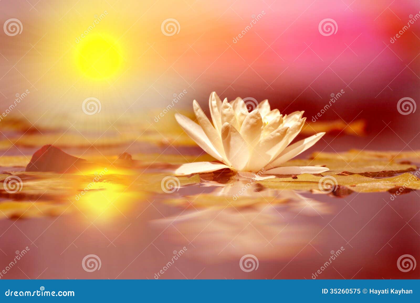Reflective lotus flower stock image. Image of season - 35260575
