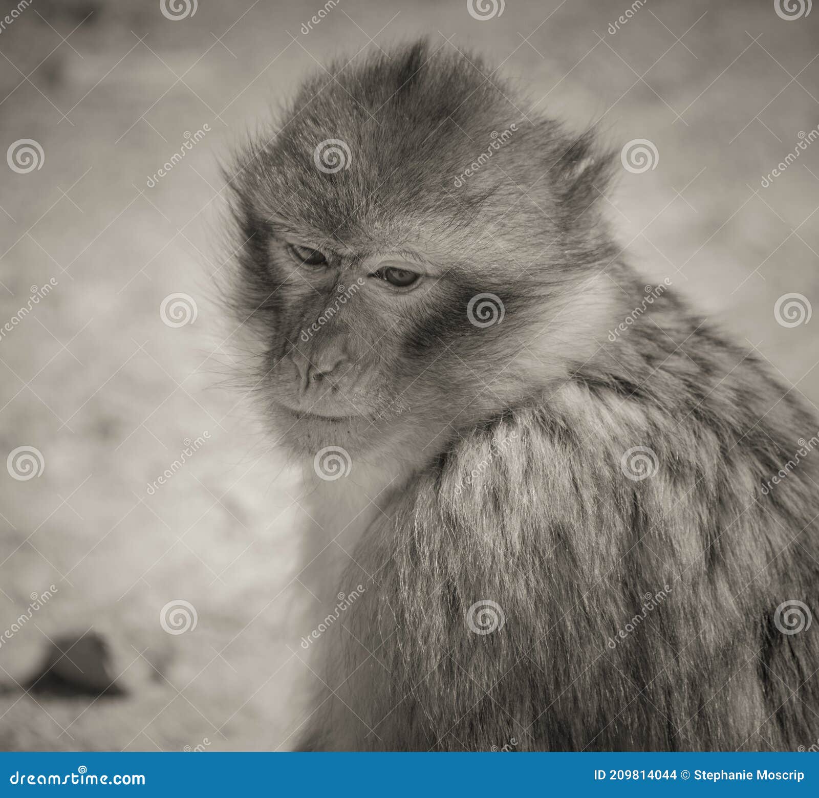 Reflective Macaque Monkey in Morocco Stock Photo - Image of brown ...
