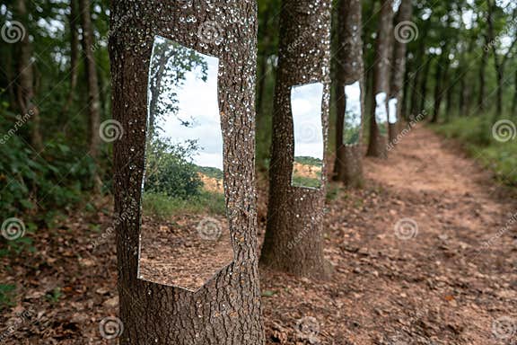 Reflective Mirrors on Trees in a Forest Stock Illustration ...