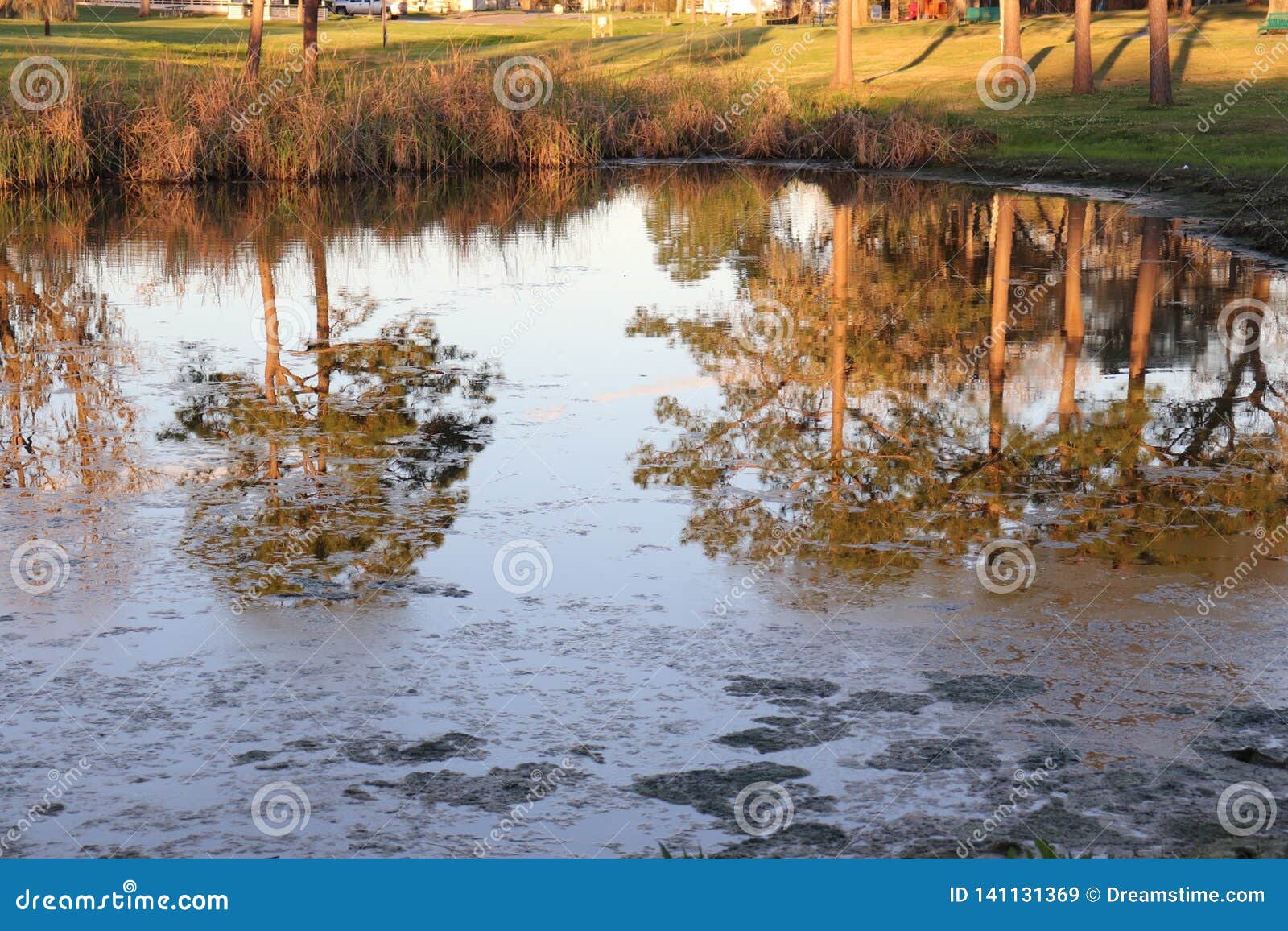 Reflective Pond with Trees in Nature Stock Image - Image of nature ...