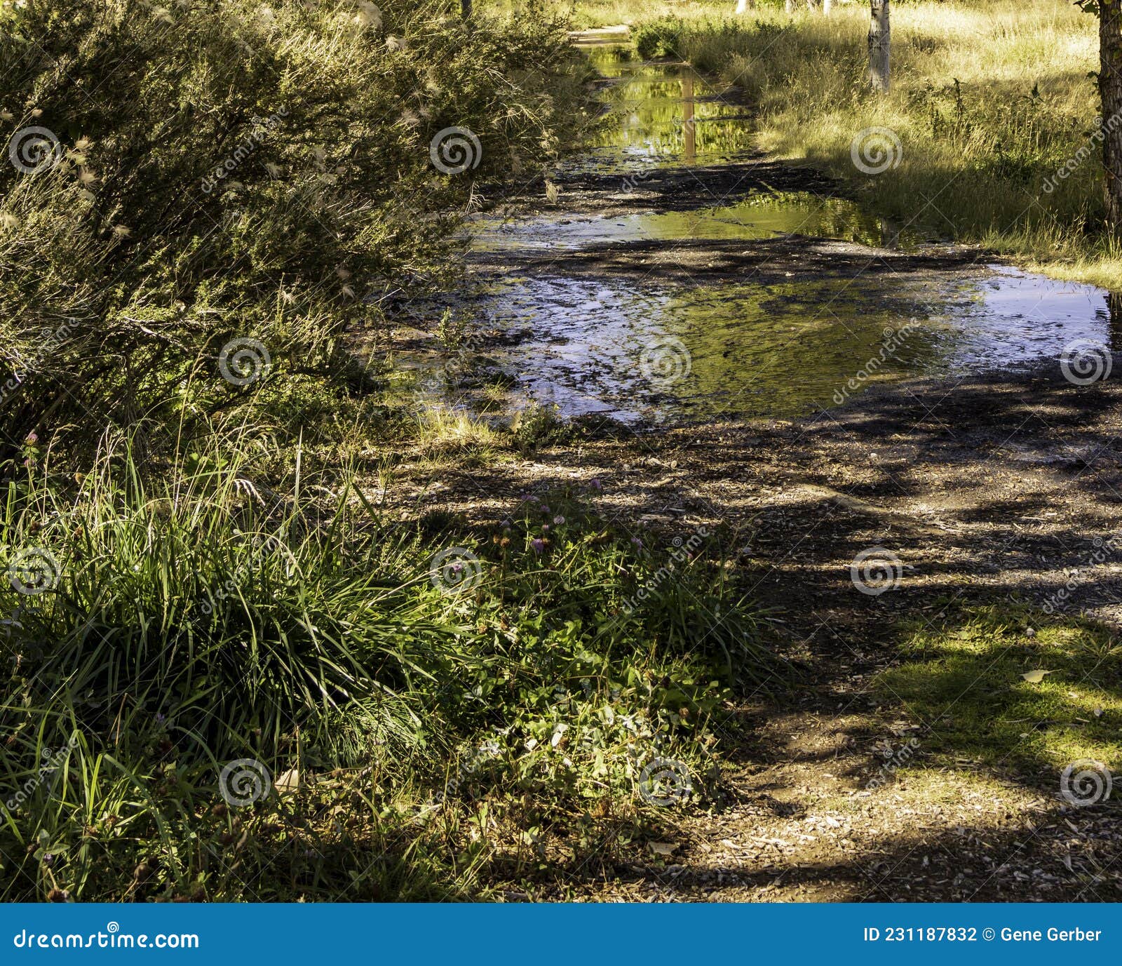 Reflective Ponds stock photo. Image of orange, water - 231187832