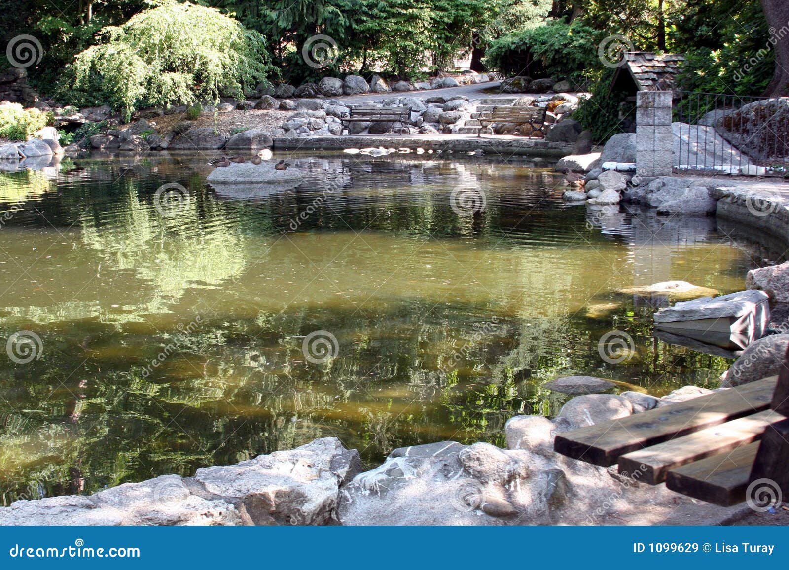 Reflective Pool stock image. Image of still, trees, pond - 1099629