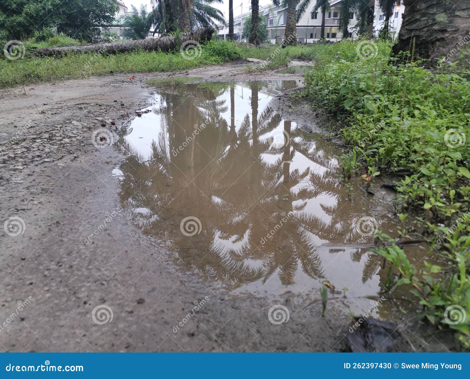 Reflective Pool of Stagnant Water on the Rural Pathway Stock Photo ...