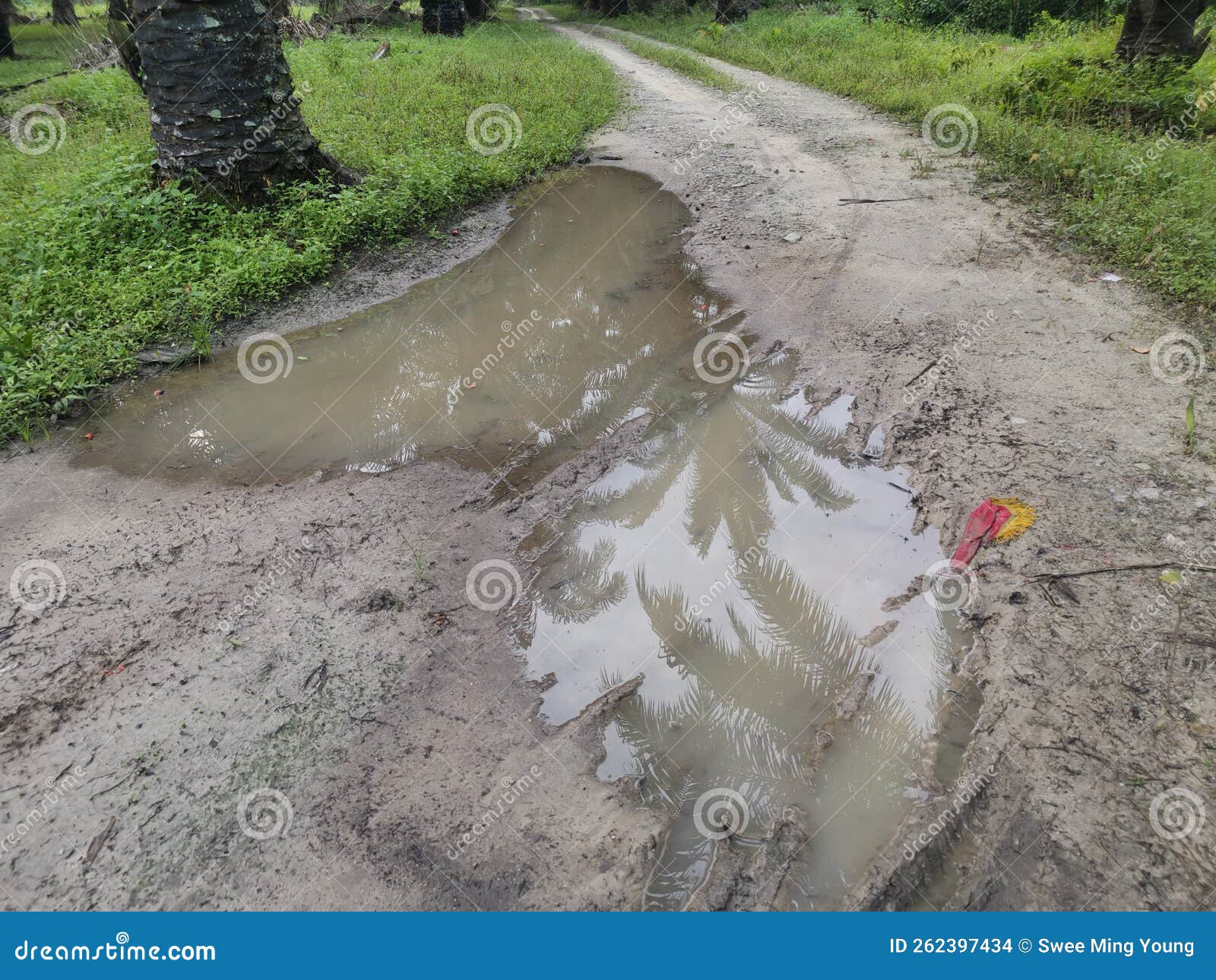 Reflective Pool of Stagnant Water on the Rural Pathway Stock Photo ...