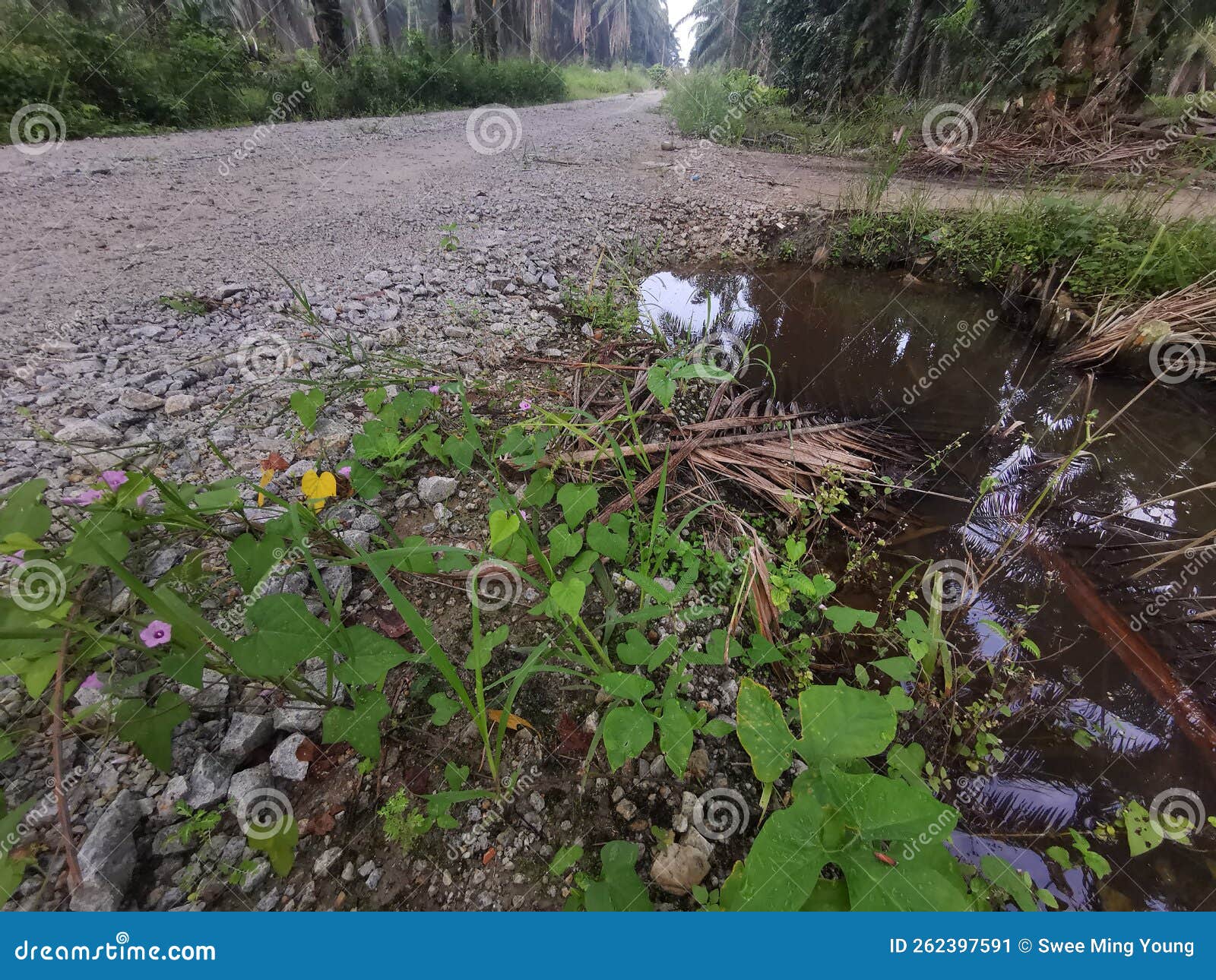 Reflective Pool of Stagnant Water on the Rural Pathway Stock Image ...