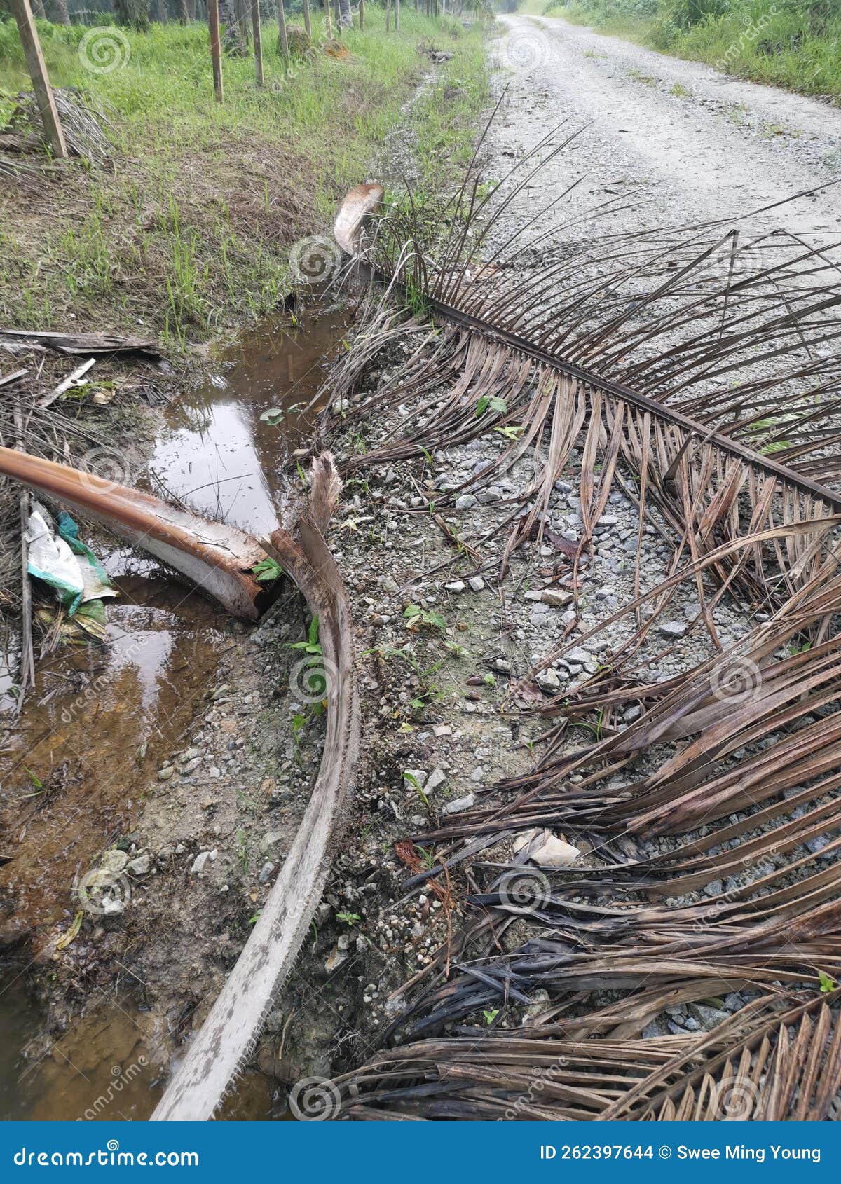 Reflective Pool of Stagnant Water on the Rural Pathway Stock Photo ...