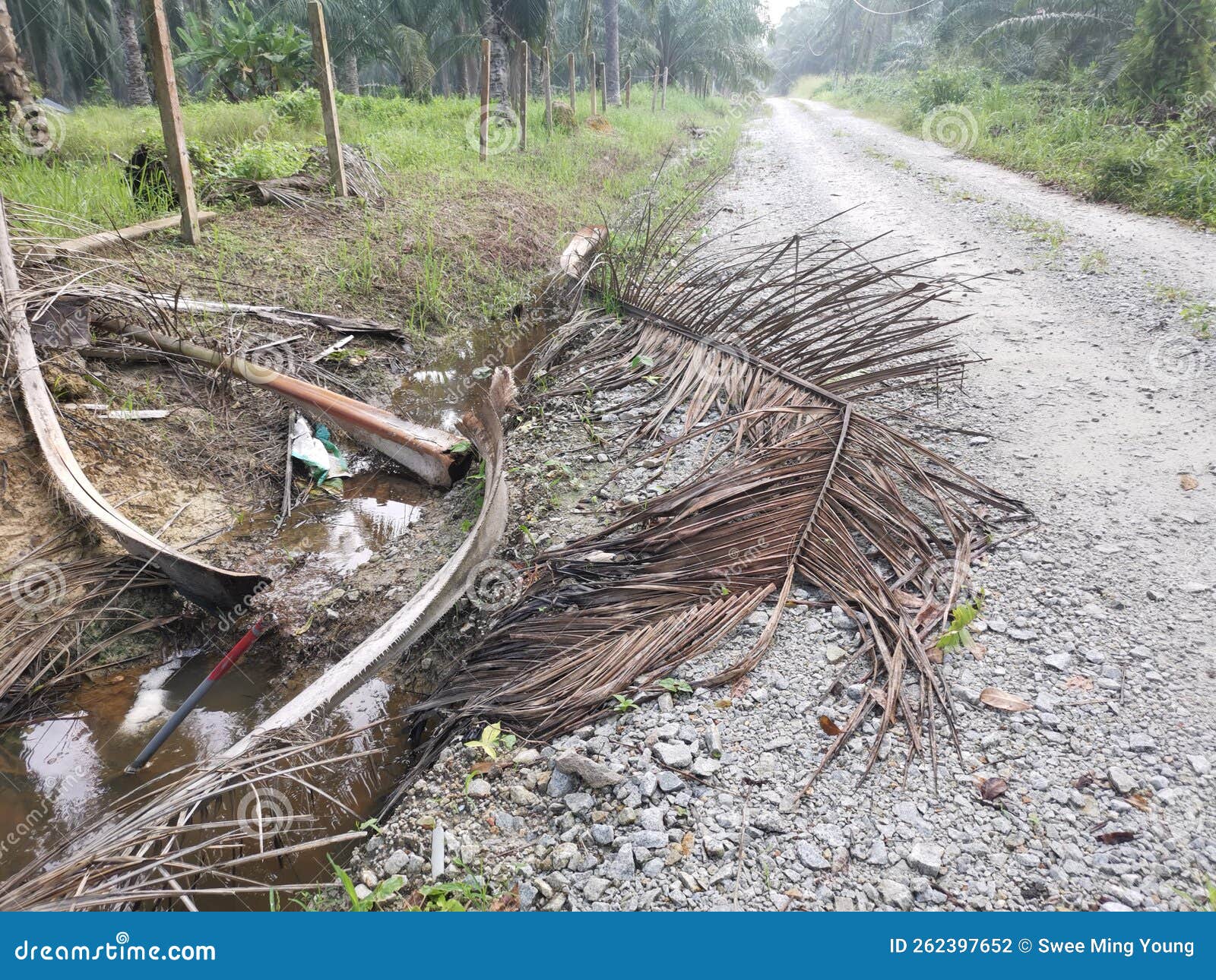 Reflective Pool of Stagnant Water on the Rural Pathway Stock Photo ...