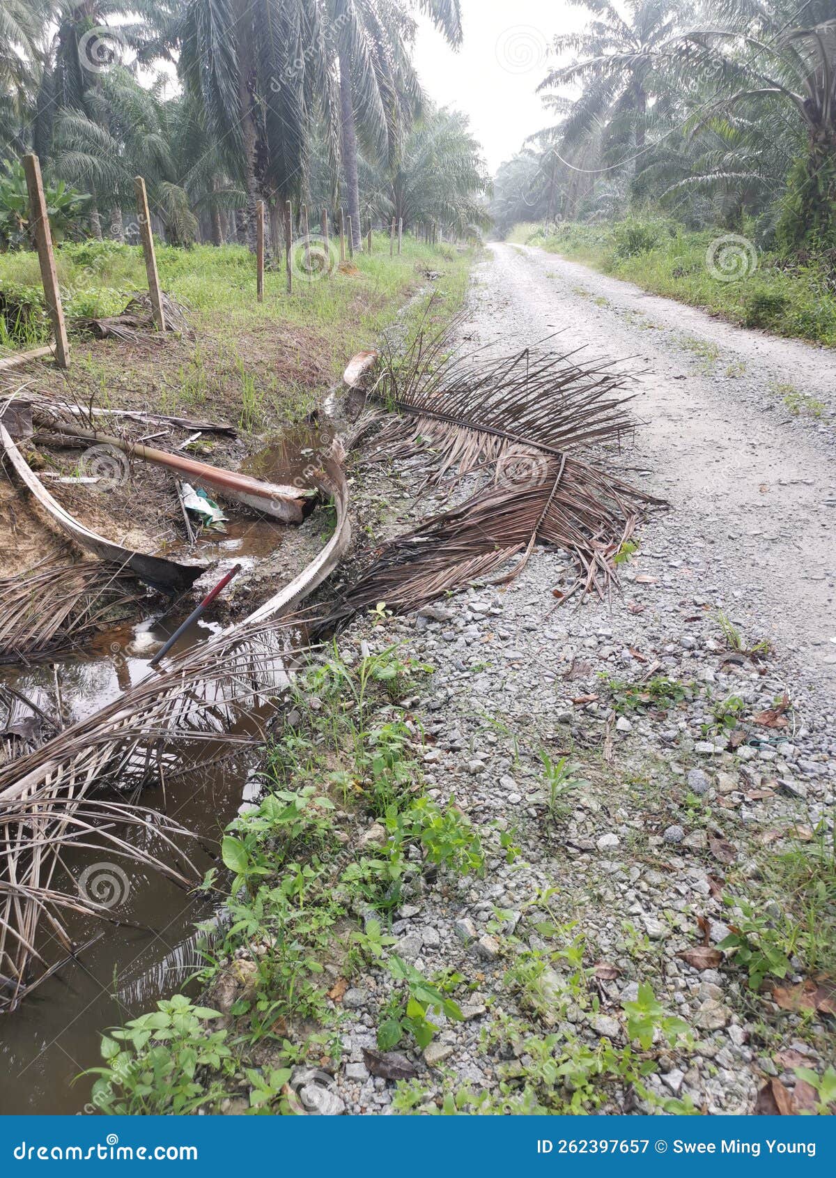 Reflective Pool of Stagnant Water on the Rural Pathway Stock Image ...
