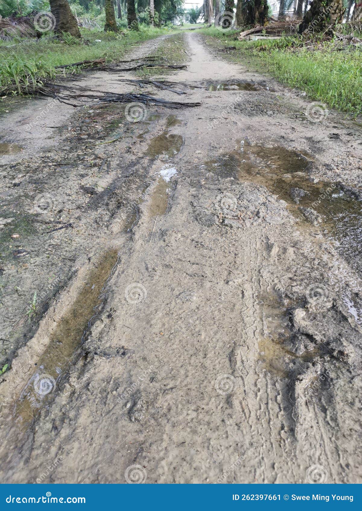 Reflective Pool of Stagnant Water on the Rural Pathway Stock Image ...