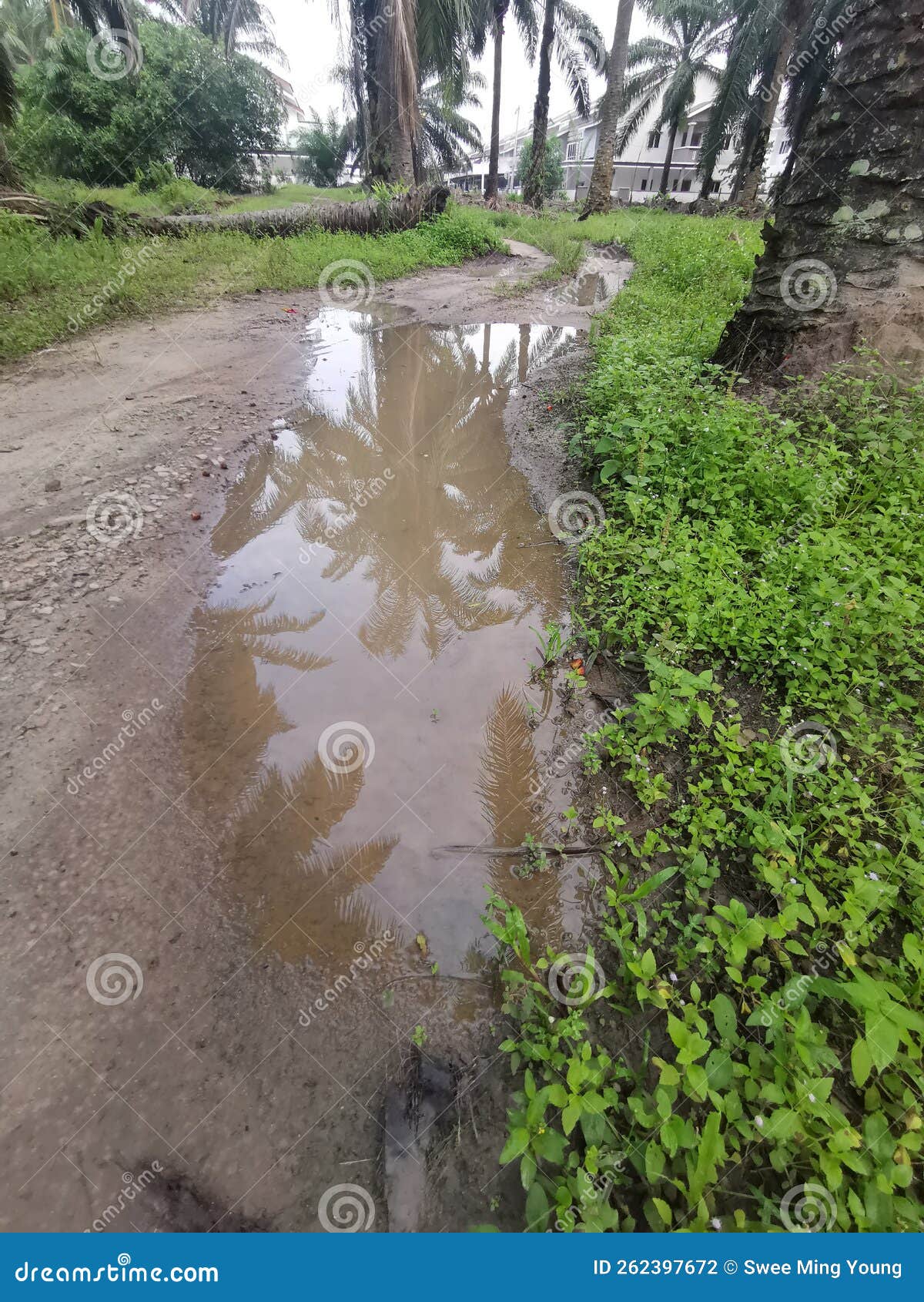 Reflective Pool of Stagnant Water on the Rural Pathway Stock Photo ...
