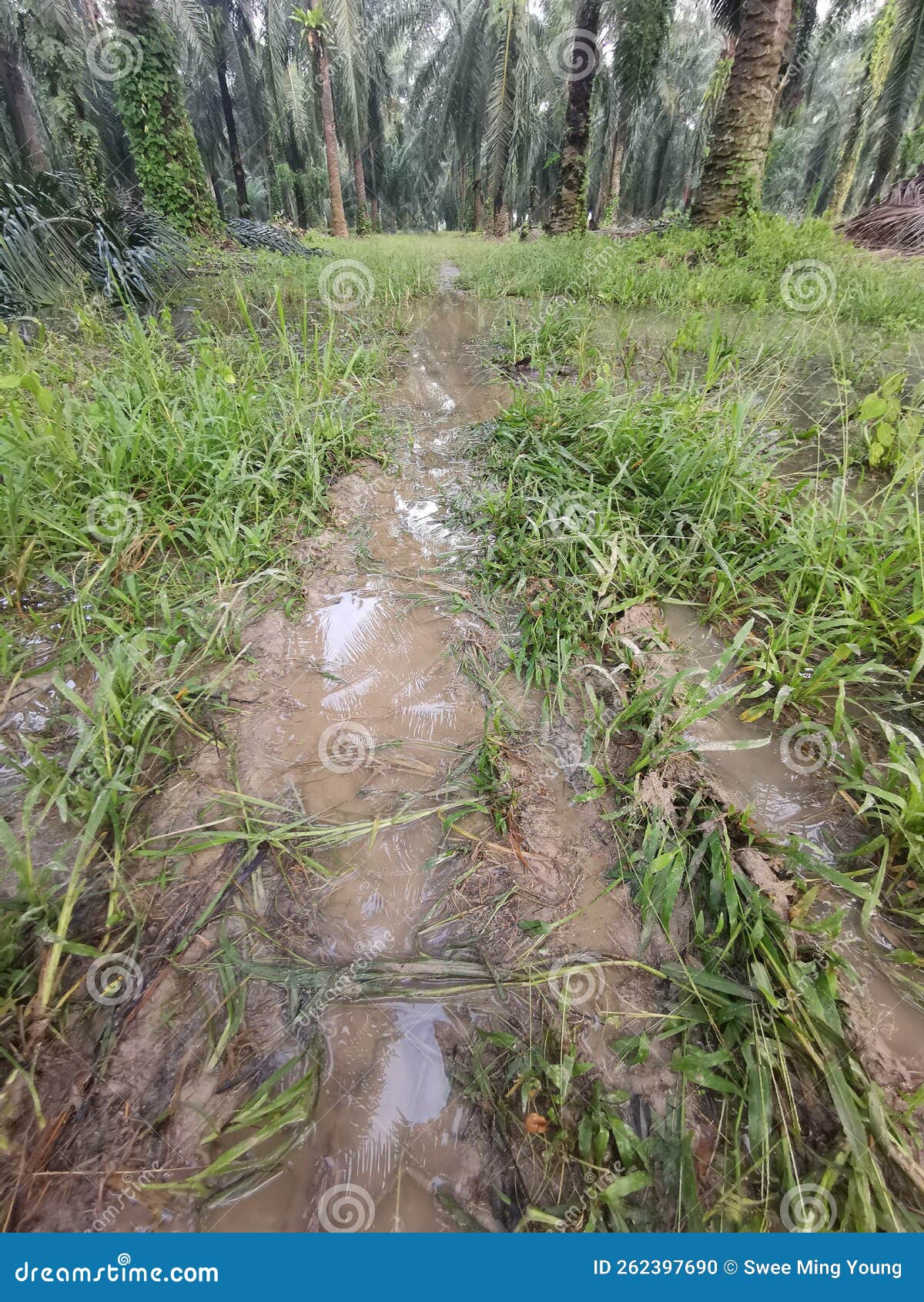 Reflective Pool of Stagnant Water on the Rural Pathway Stock Photo ...