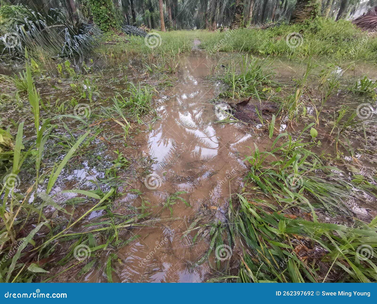 Reflective Pool of Stagnant Water on the Rural Pathway Stock Photo ...