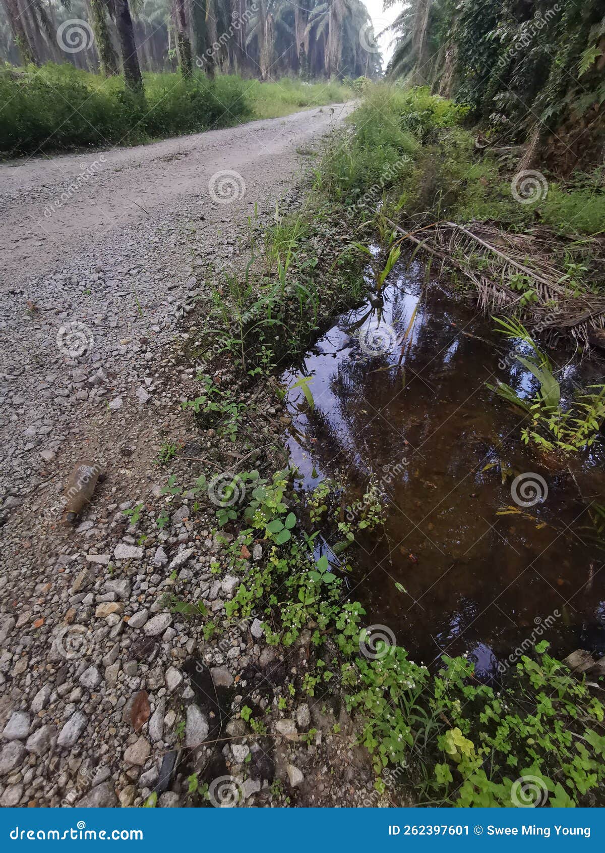 Reflective Pool of Stagnant Water on the Rural Pathway Stock Image ...