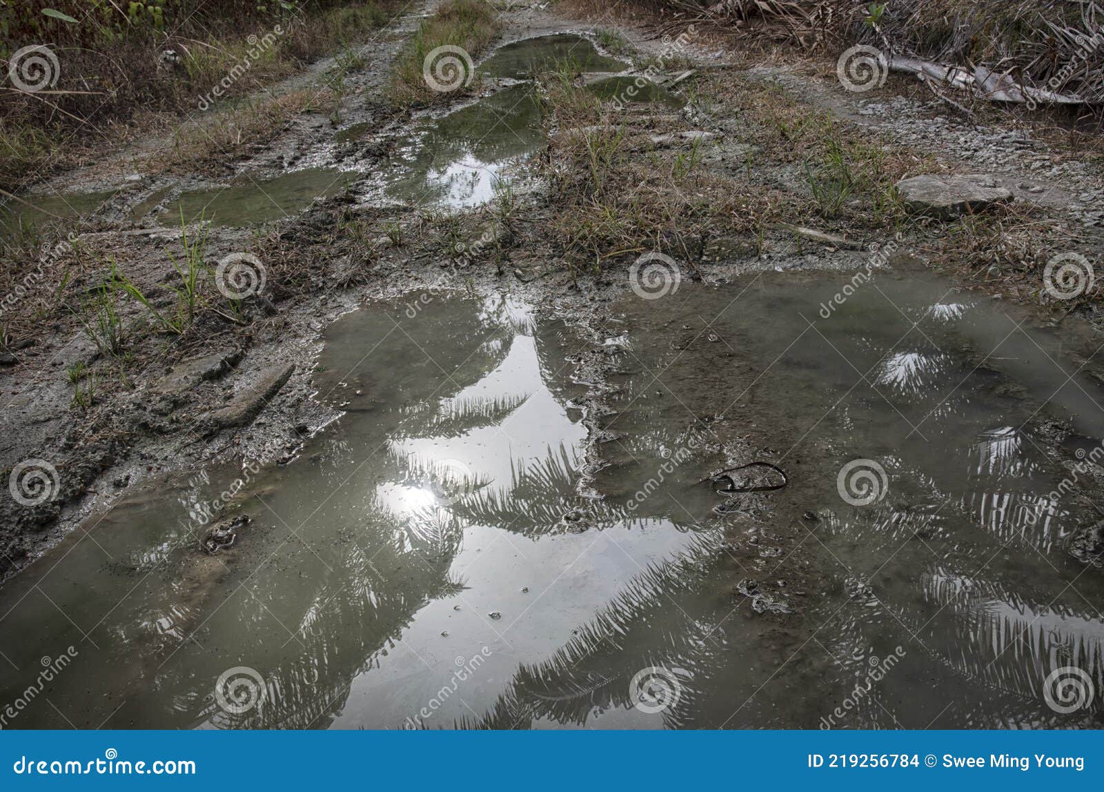Reflective Puddle Along the Rural Pathway Stock Photo - Image of rain ...