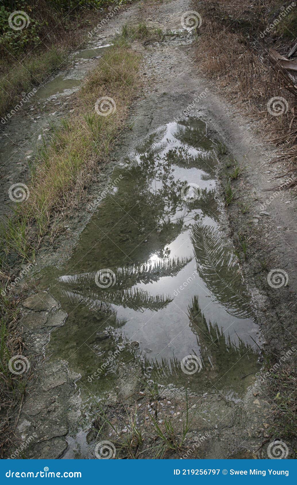 Reflective Puddle Along the Rural Pathway Stock Image - Image of puddle ...