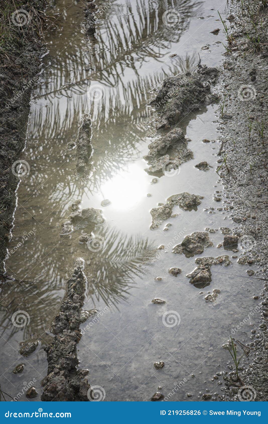 Reflective Puddle Along the Rural Pathway Stock Photo - Image of puddle ...