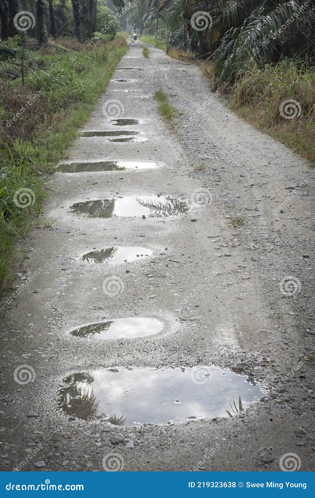 Reflective Puddle Along the Rural Pathway Stock Photo - Image of ...