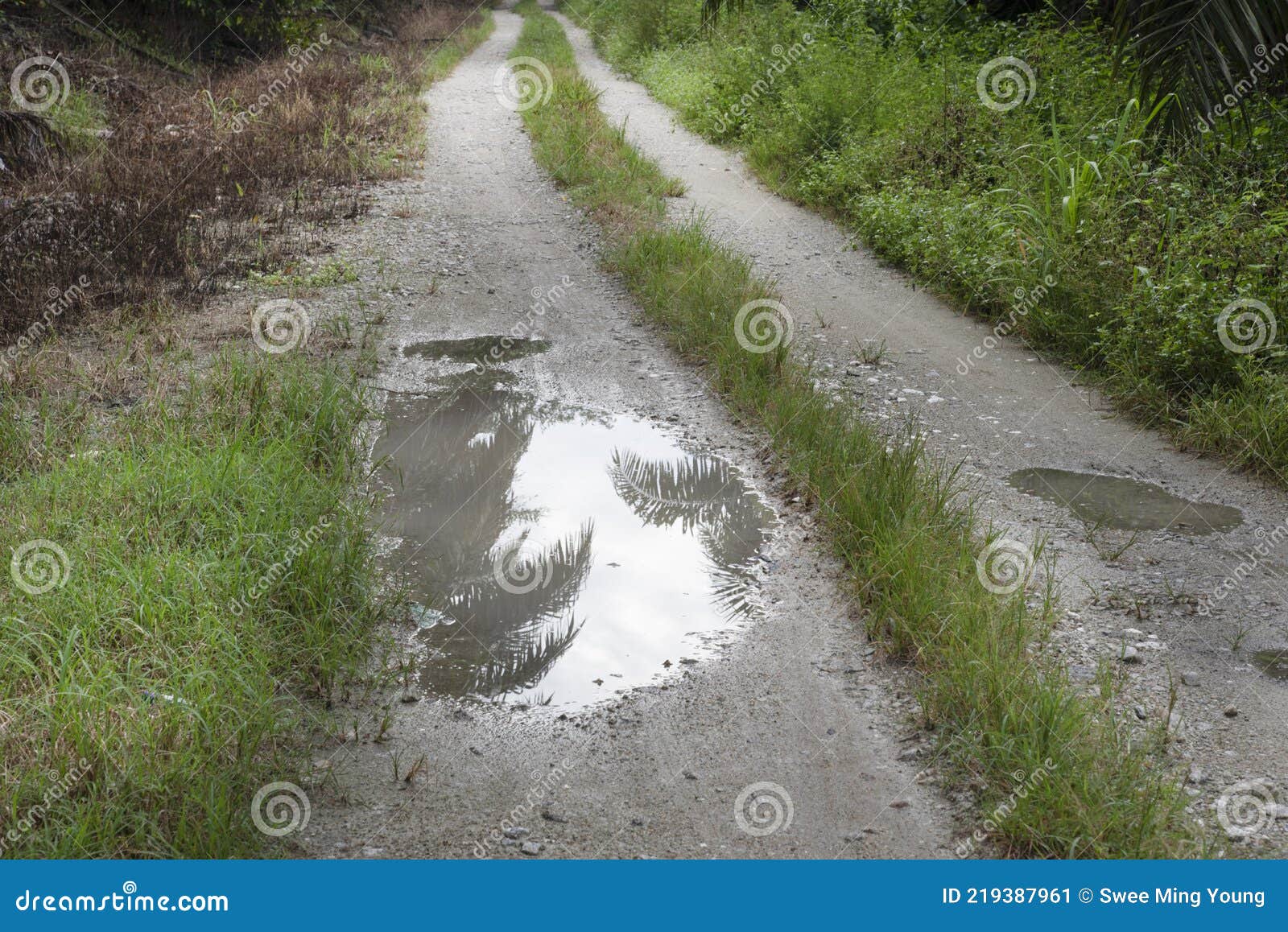 Reflective Puddle Along the Rural Pathway Stock Image - Image of ...