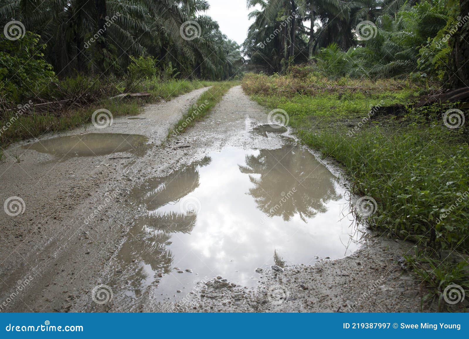 Reflective Puddle Along the Rural Pathway Stock Image - Image of ...