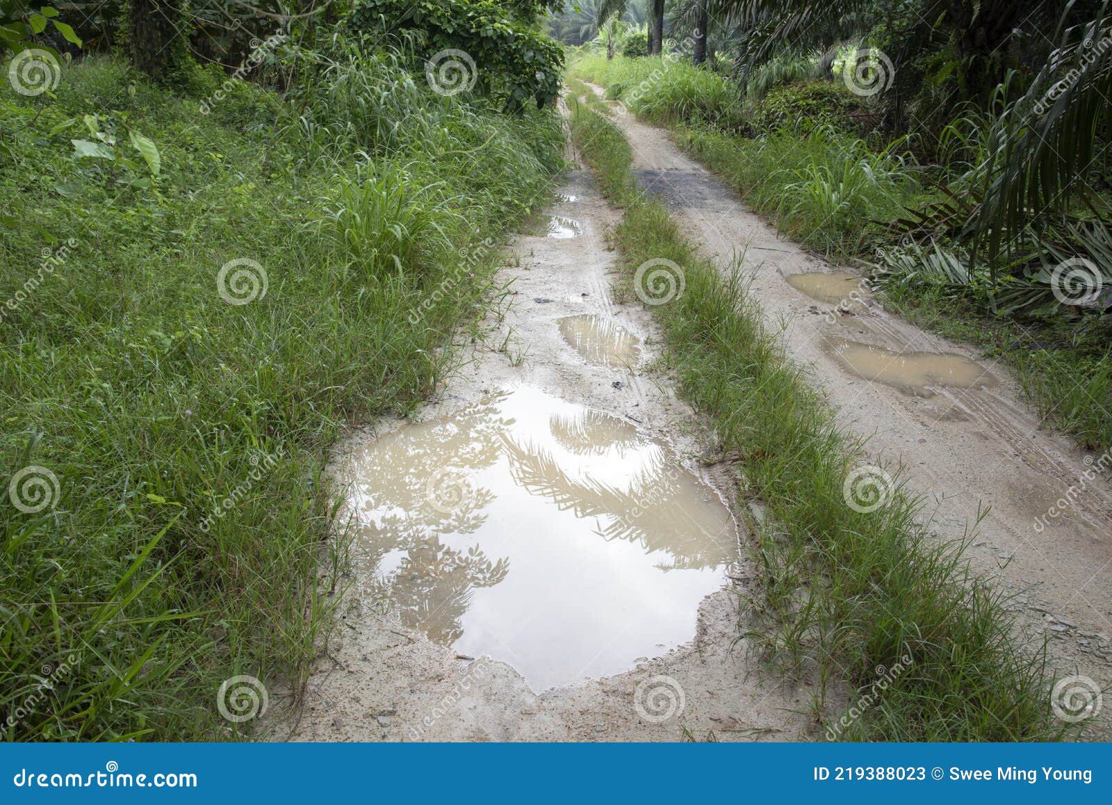 Reflective Puddle Along the Rural Pathway Stock Image - Image of bushy ...