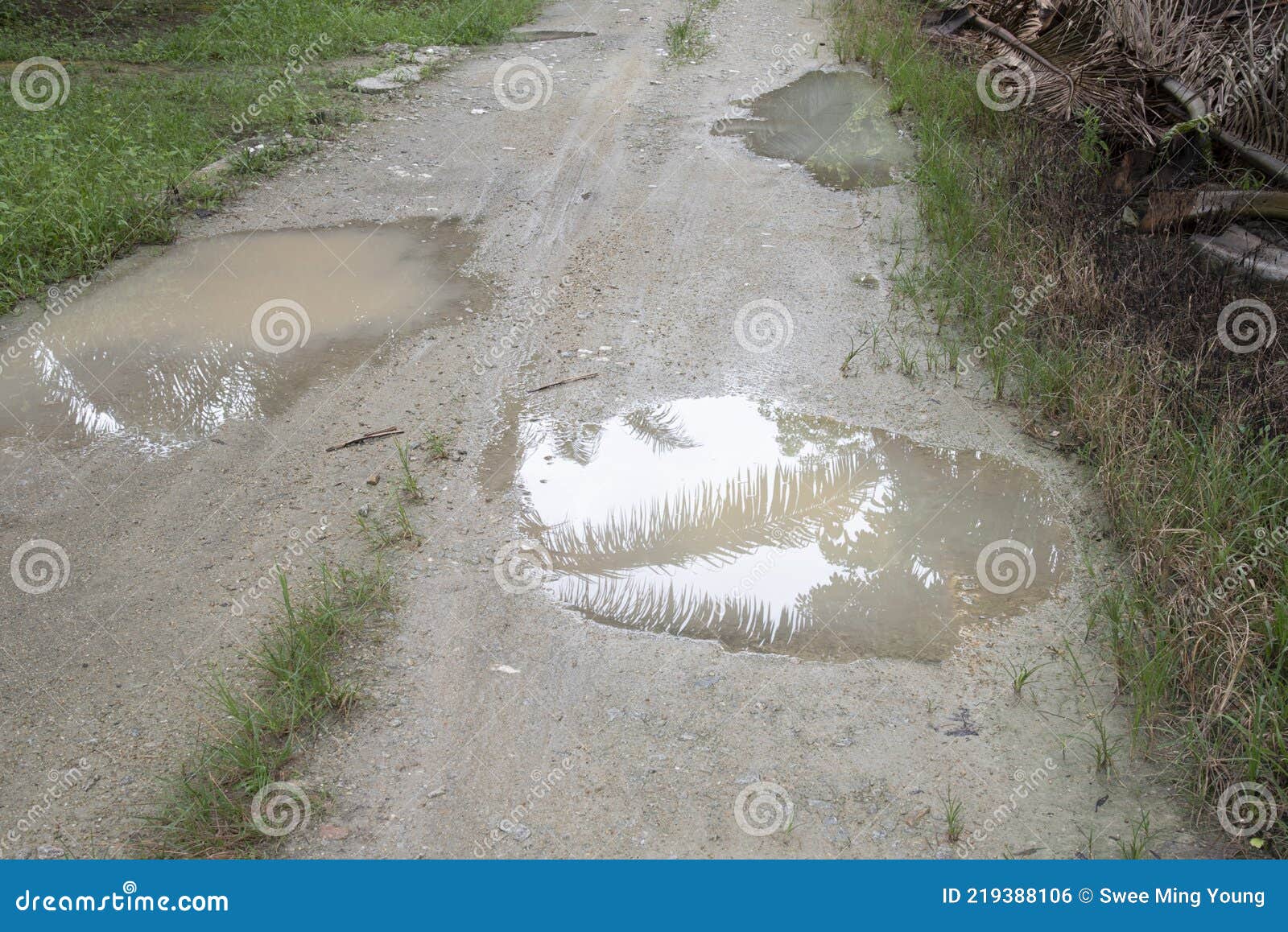 Reflective Puddle Along the Rural Pathway Stock Photo - Image of bright ...
