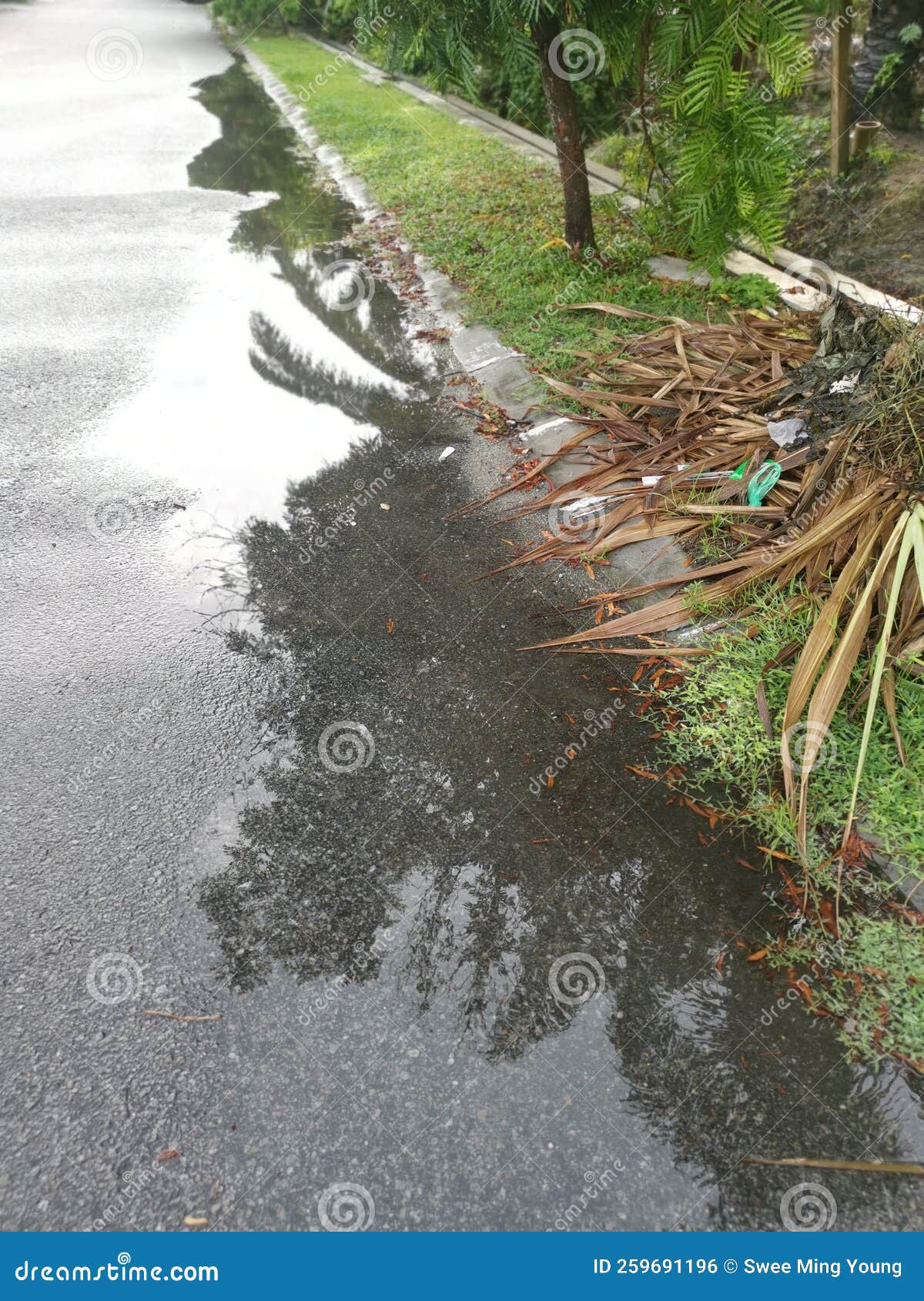 Reflective Puddle with Stagnant Water on the Roadside after the Rain ...