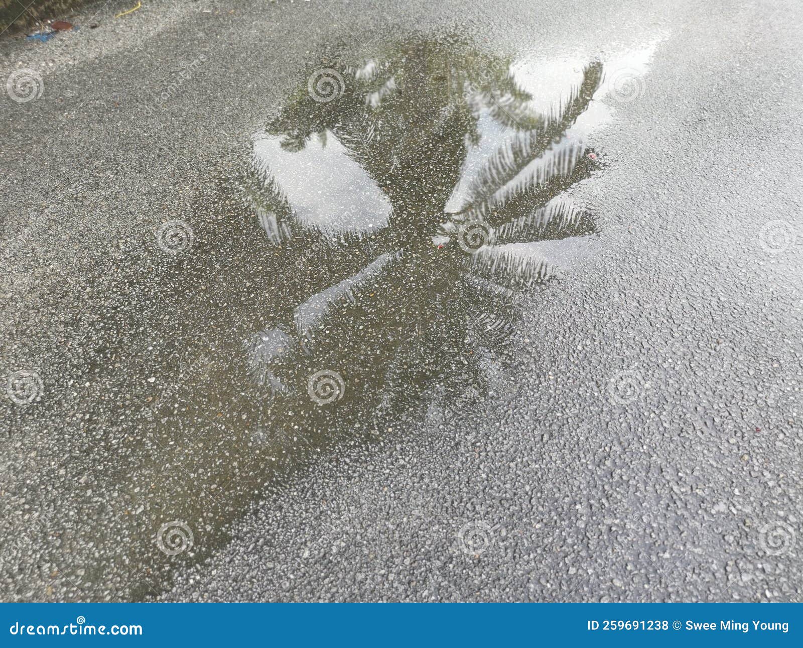 Reflective Puddle with Stagnant Water on the Roadside after the Rain ...