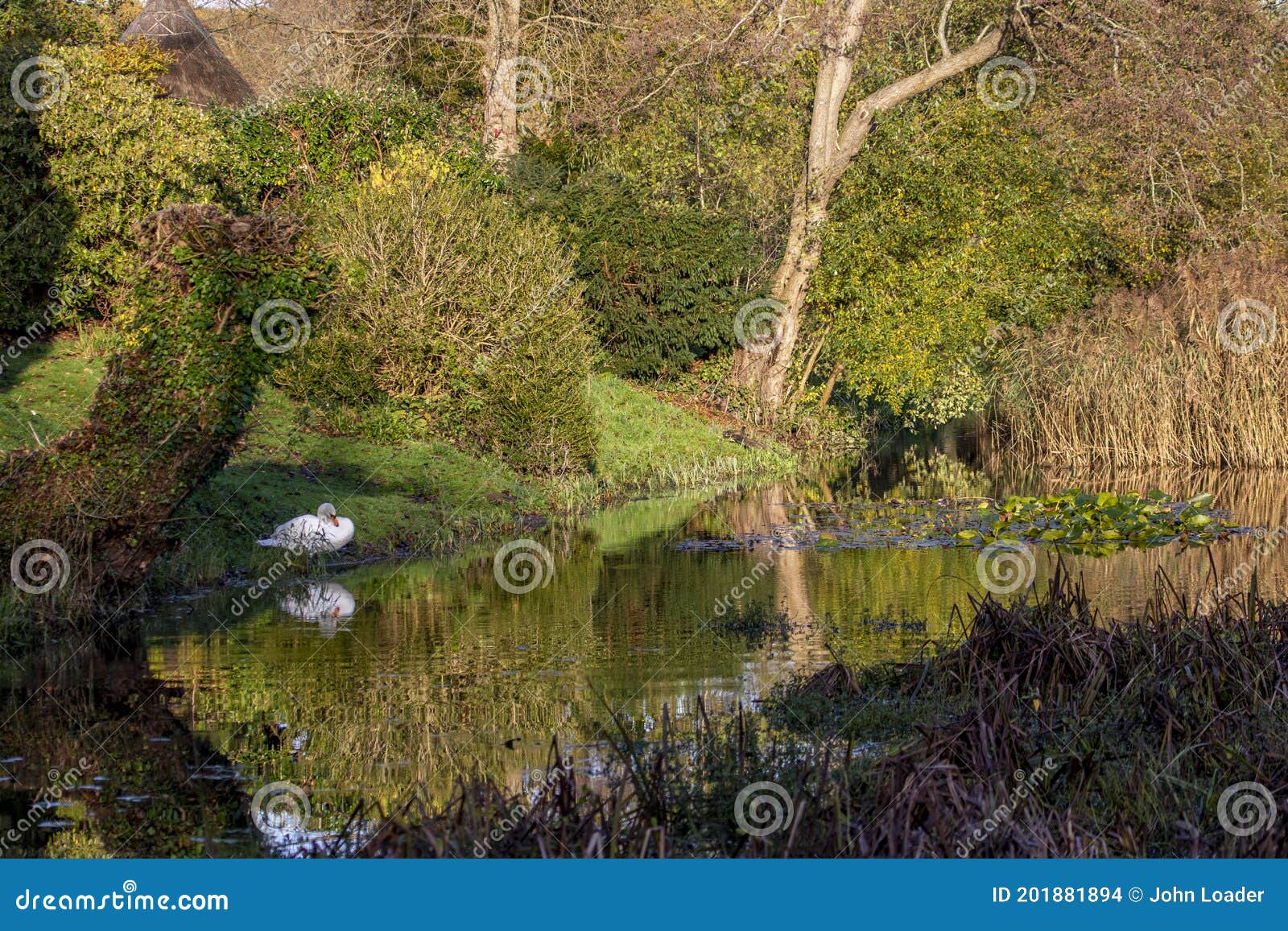 Reflective River Pond with Swan. Stock Photo - Image of nature, england ...