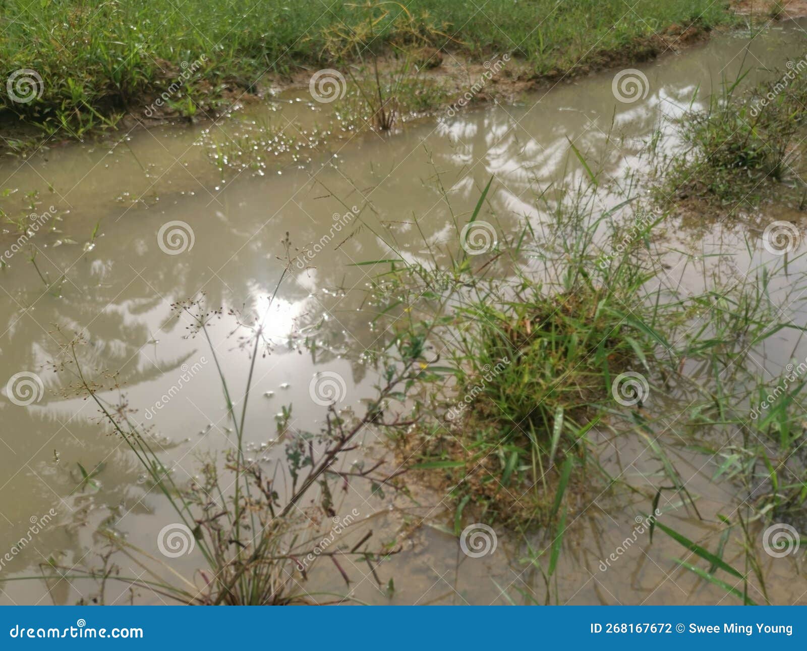 Reflective Sunlight on the Surface of the Stagnant Pool of Water at the ...