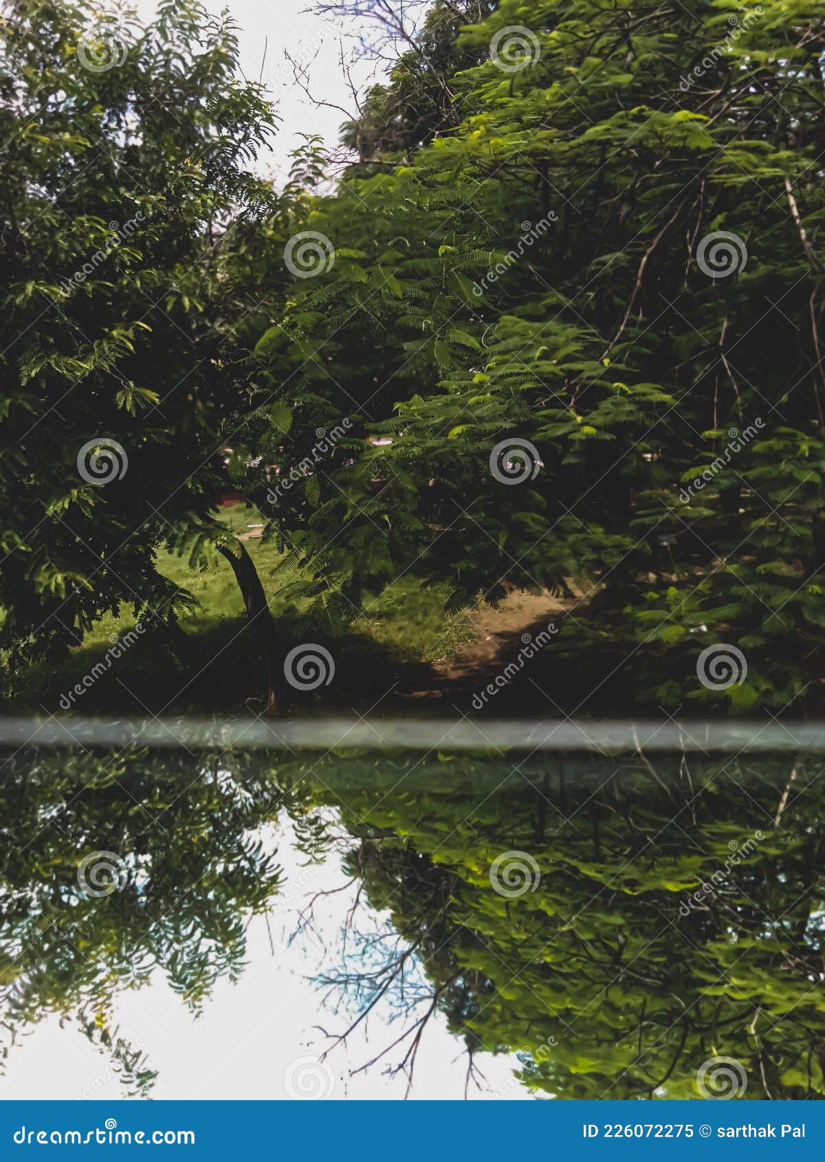 The reflective tree stock image. Image of nature, leaf - 226072275