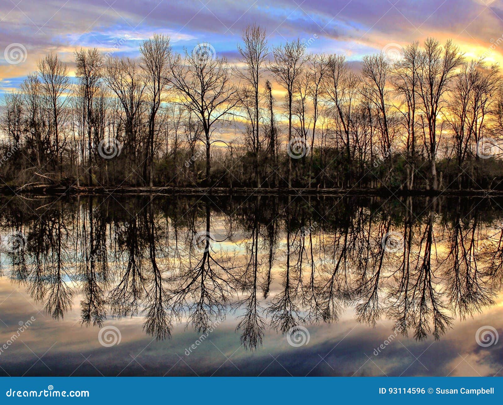 Reflective trees at dusk stock photo. Image of reflective - 93114596