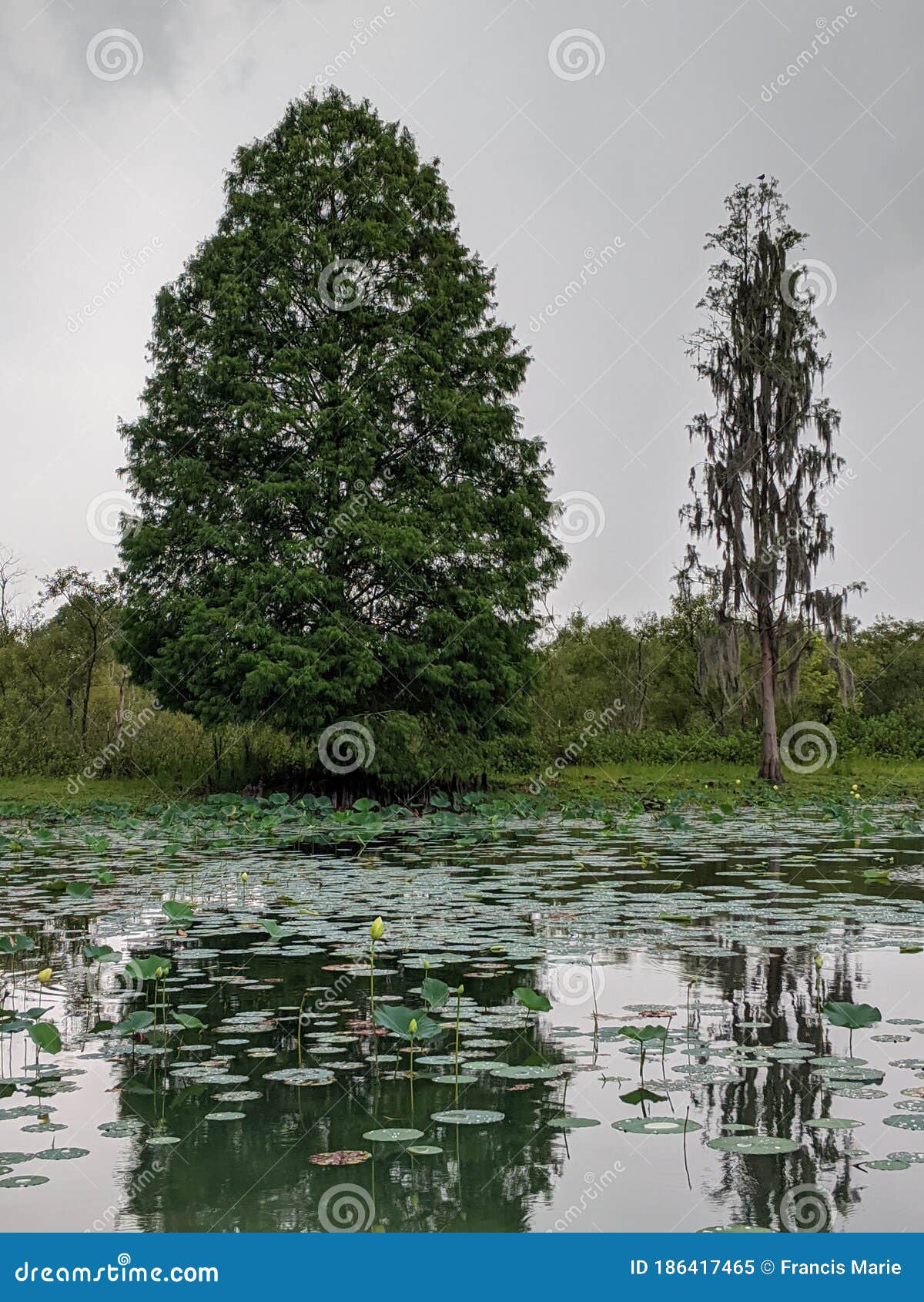 Reflective trees of nature stock image. Image of garden - 186417465