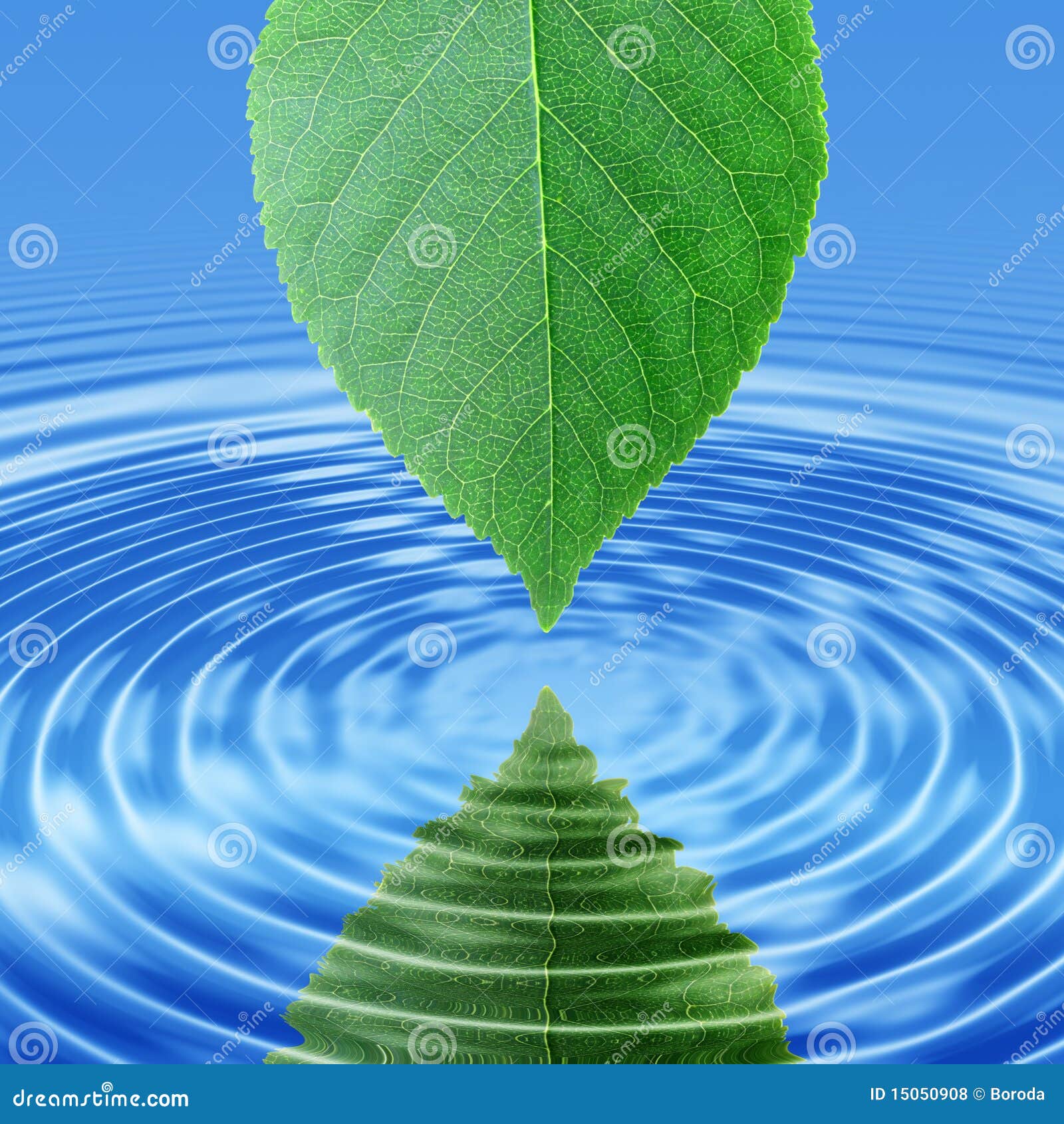 Refleje La Hoja Verde En Agua Azul Foto de archivo - Imagen de belleza ...