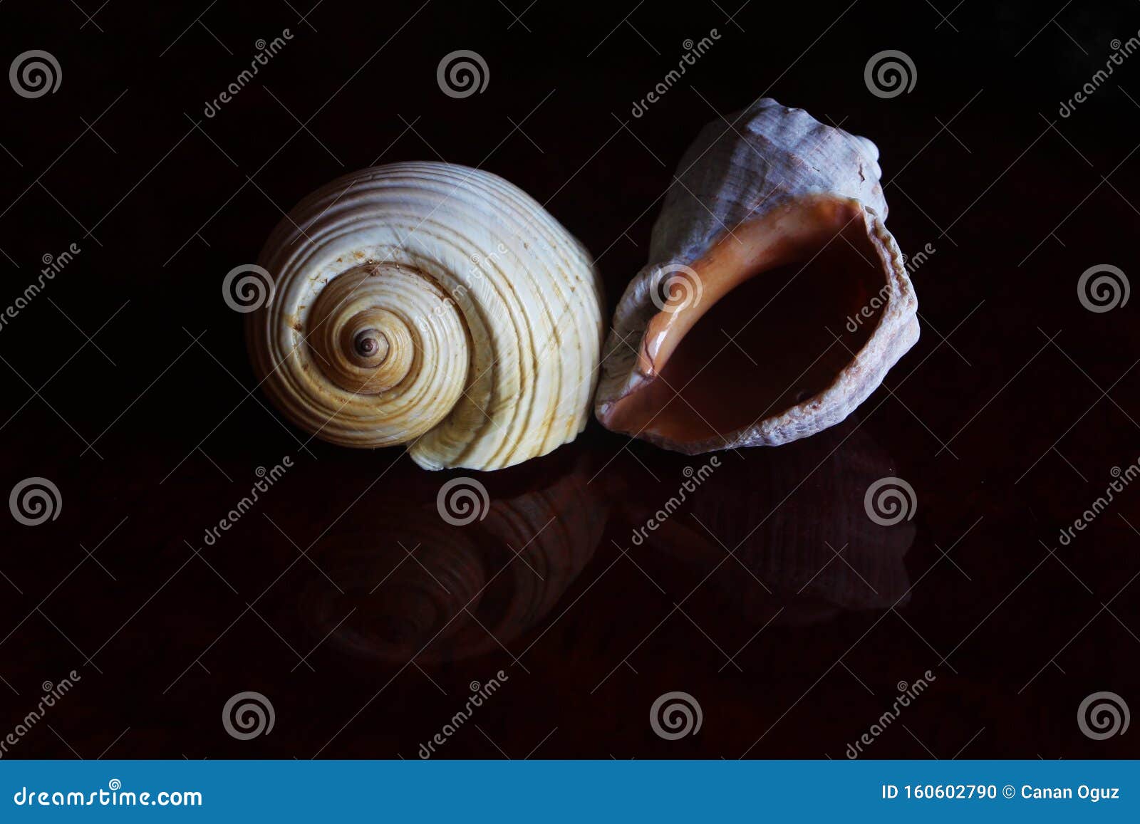 Reflejo De Dos Conchas En La Oscuridad Foto de archivo - Imagen de ...