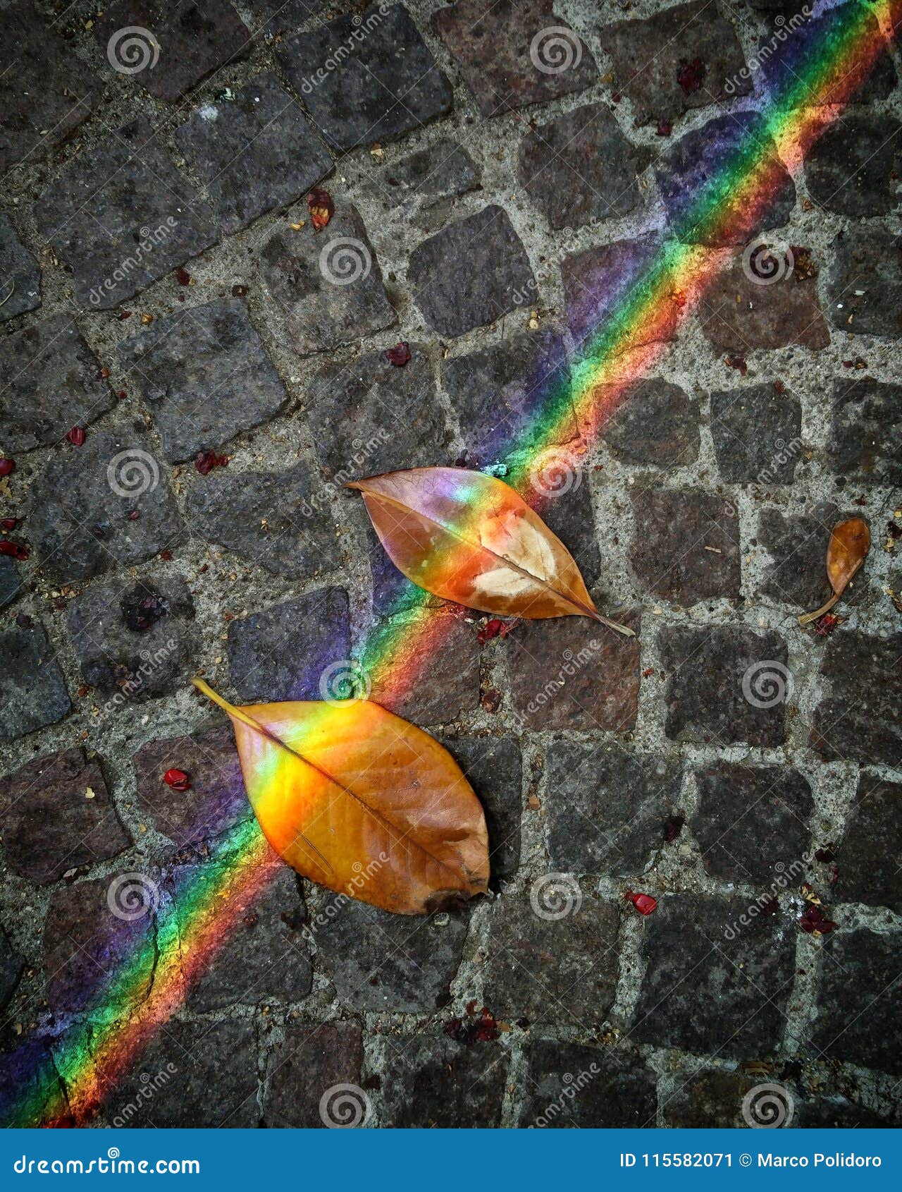 Reflejo De Luz Sobre Las Hojas Imagen de archivo - Imagen de rodeado ...