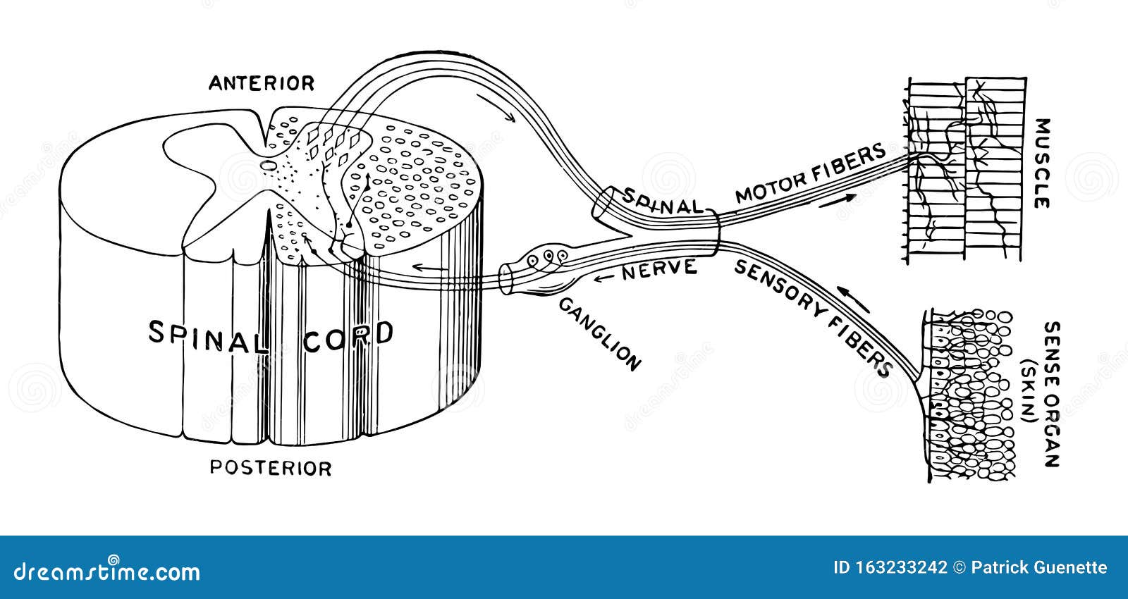 Reflex Action Vintage Illustration | CartoonDealer.com #163234596