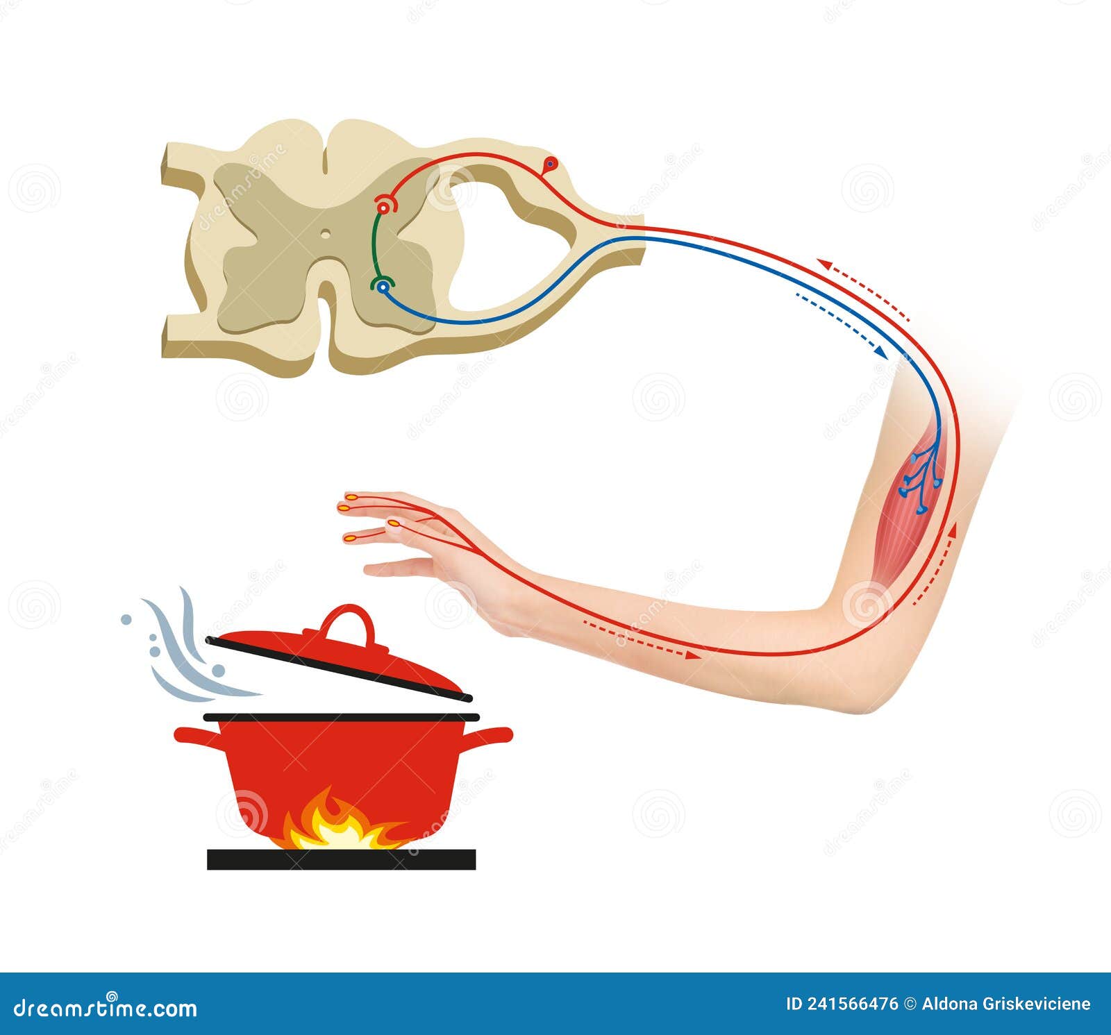 Reflex ARC Sensory Neuron Pathway From Stimulus To Response Outline ... Reflex ARC Sensory Neuron Pathway From Stimulus To Response Outline ...
