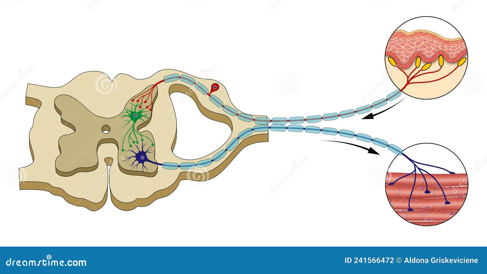Spinal Reflex Arc Illustration. Central Nervous System Stock ...