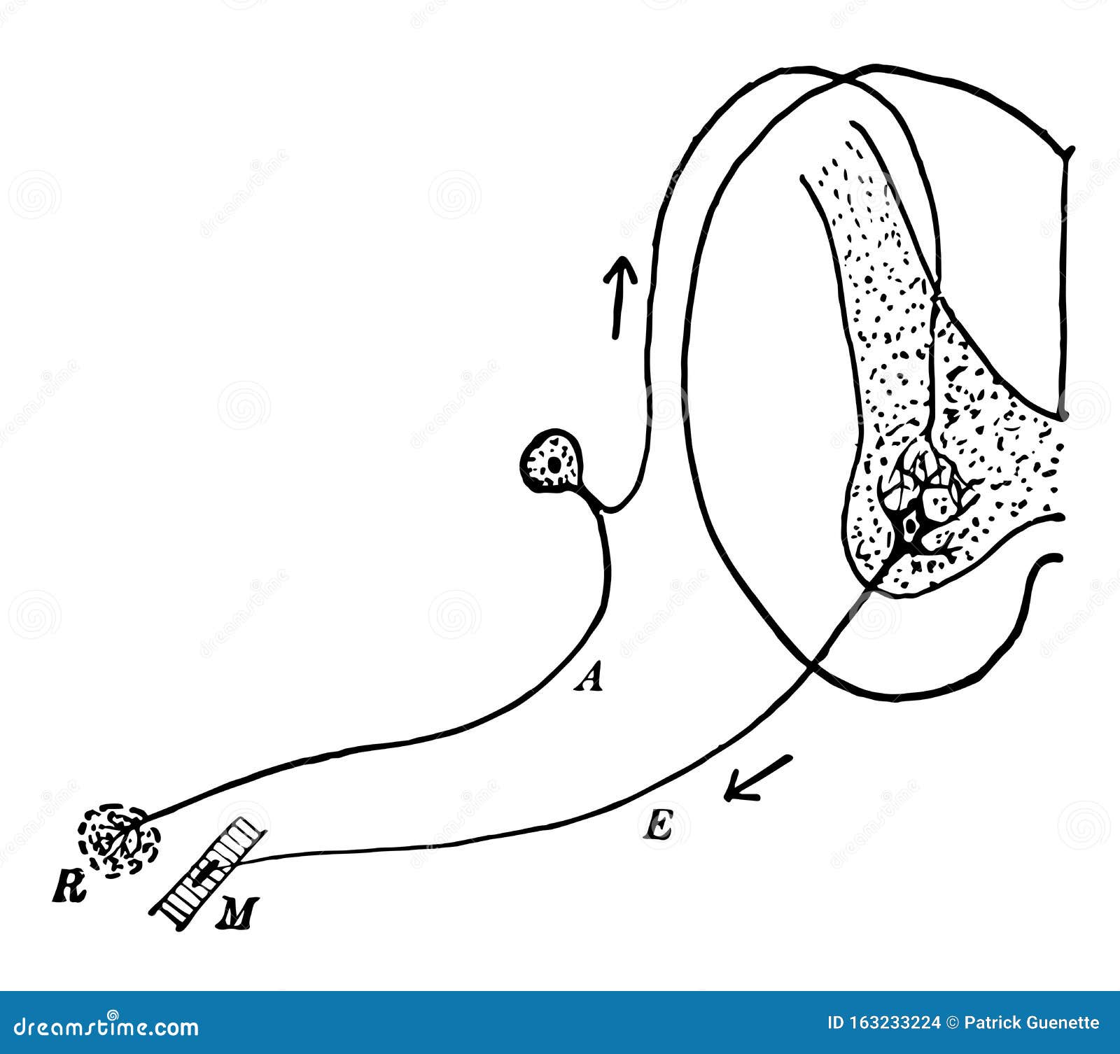 Reflex Arc Vintage Illustration Stock Vector - Illustration of line ...