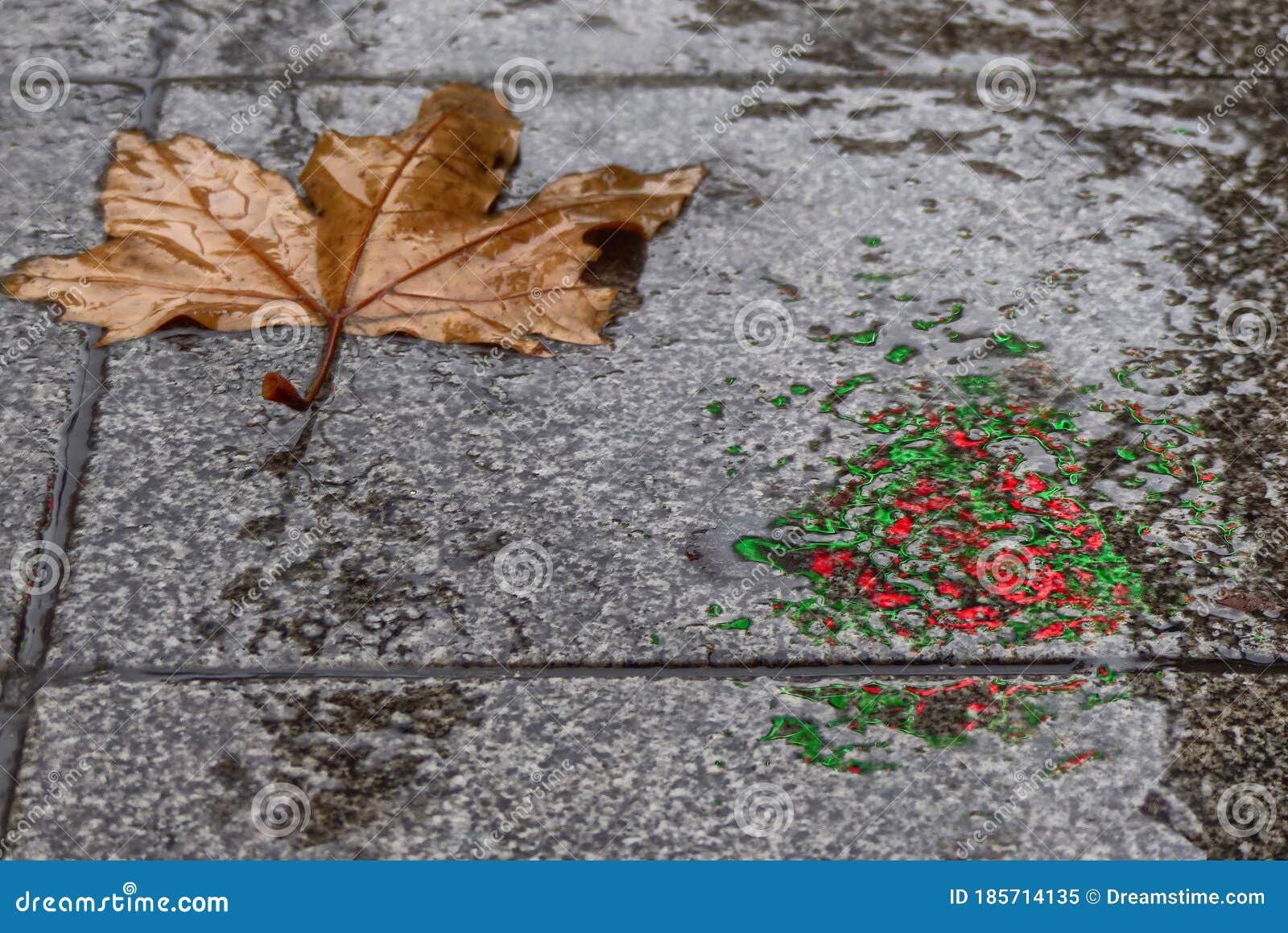 Reflex leaf lights stock image. Image of flower, leaf - 185714135